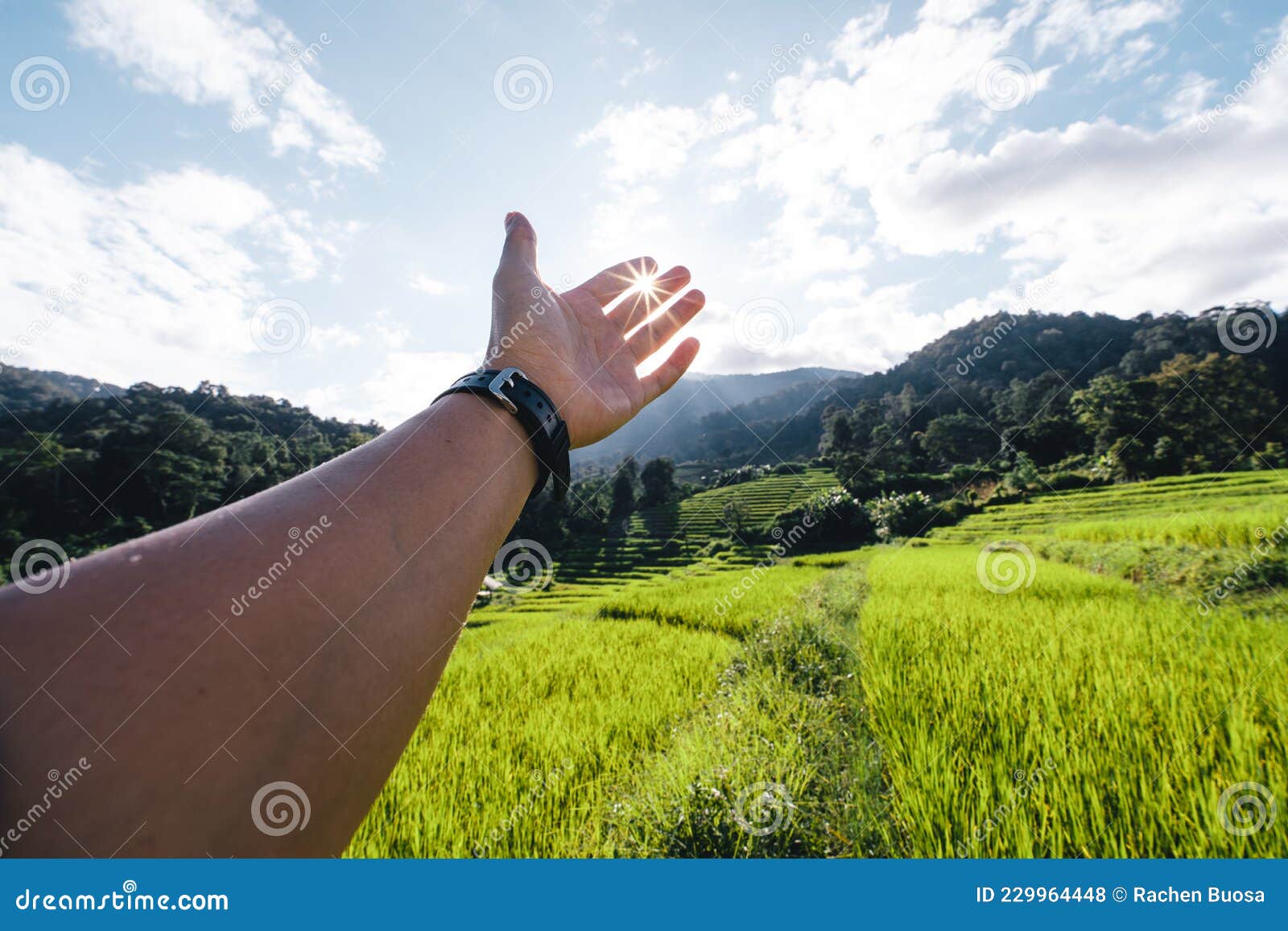 Rice Fields on the Mountain in the Evening Stock Photo - Image of farm ...