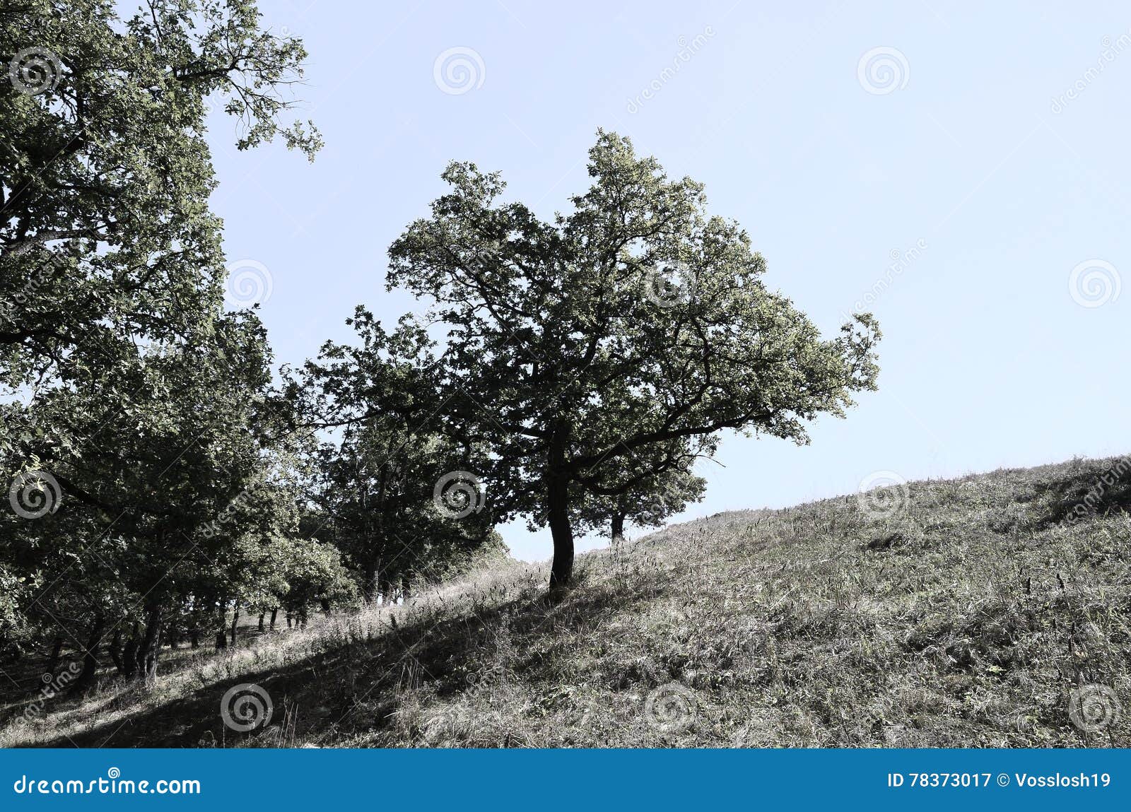 Landscape in pale colors. stock image. Image of pale - 78373017
