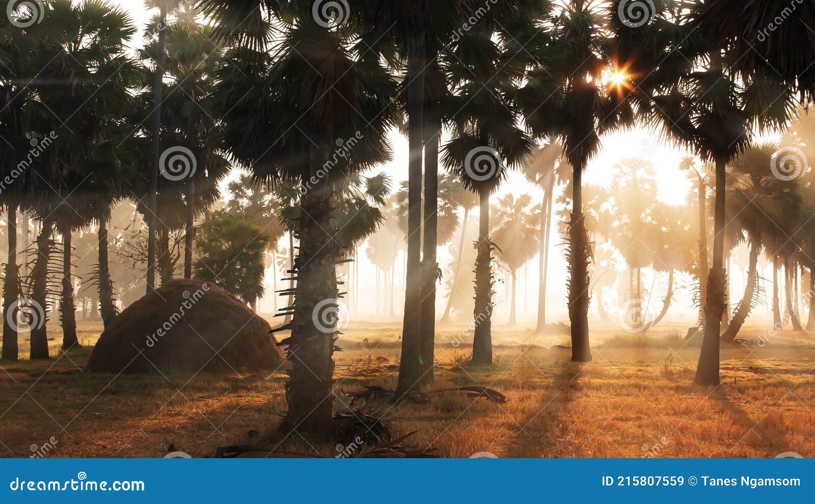 Landscape Palm Plantation in the Morning Mist Stock Image - Image of ...