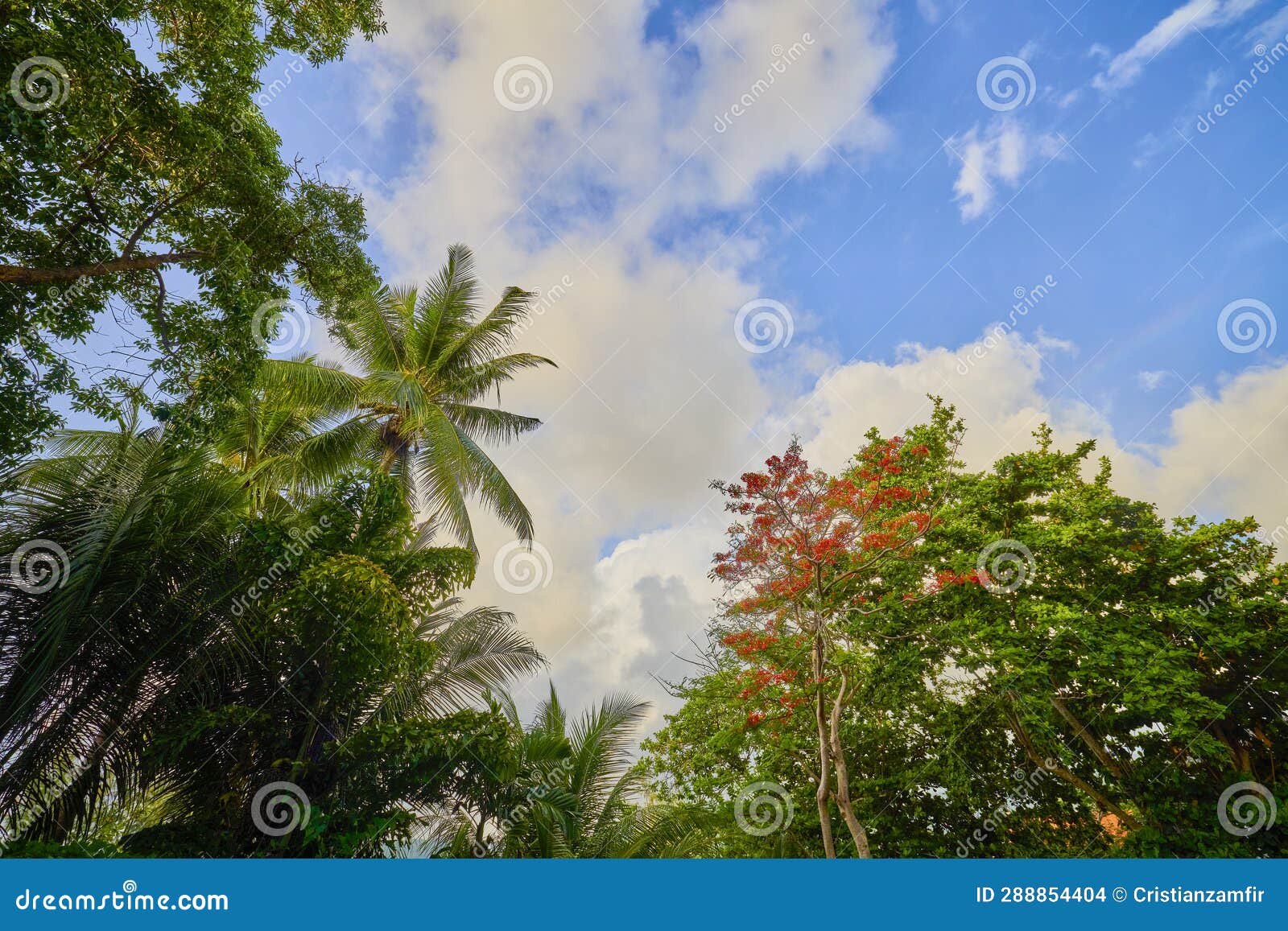 Landscape with palm tree stock photo. Image of plant - 288854404