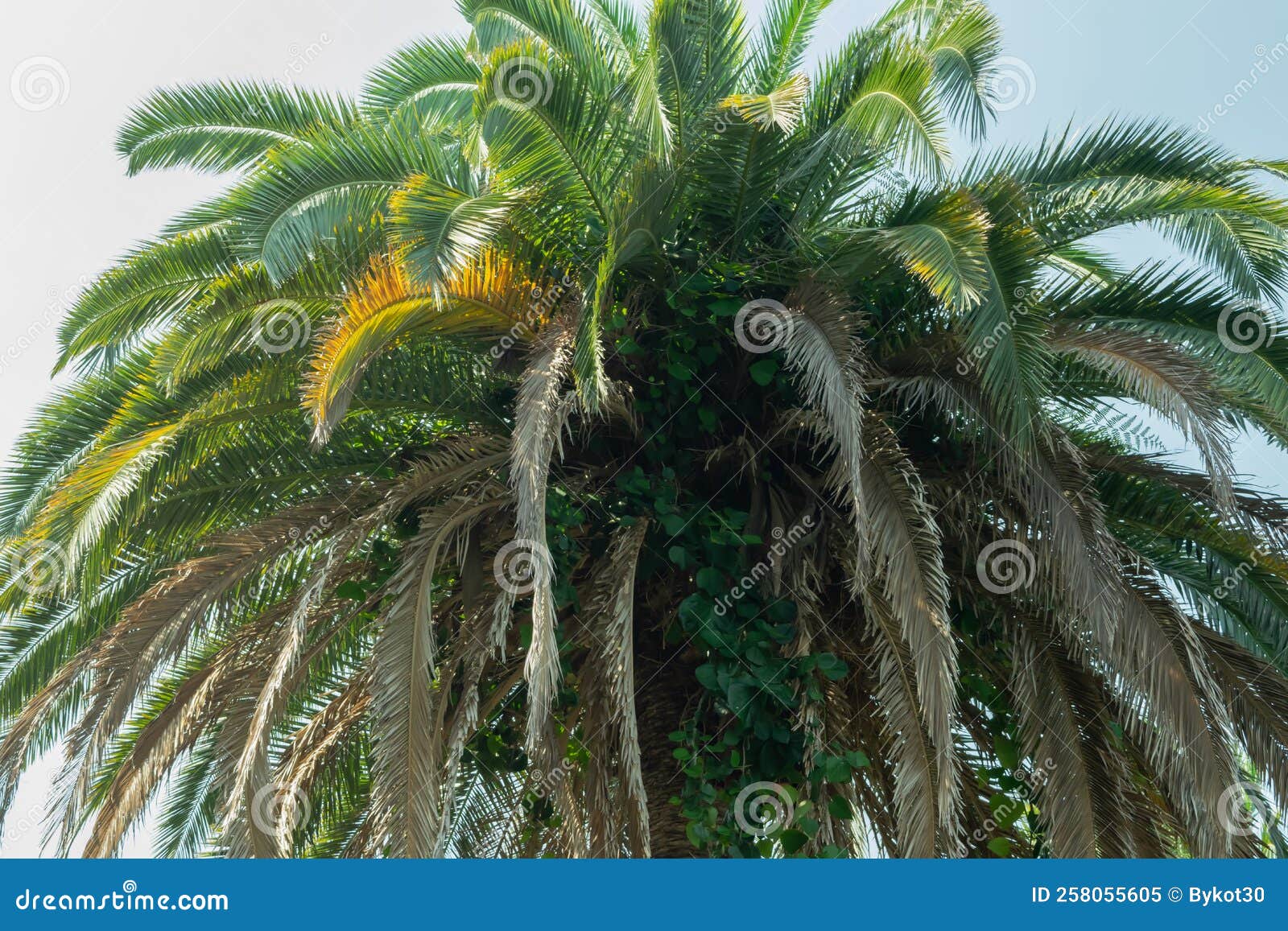 Dense Green Crown of a Palm Tree. Stock Image - Image of dense ...