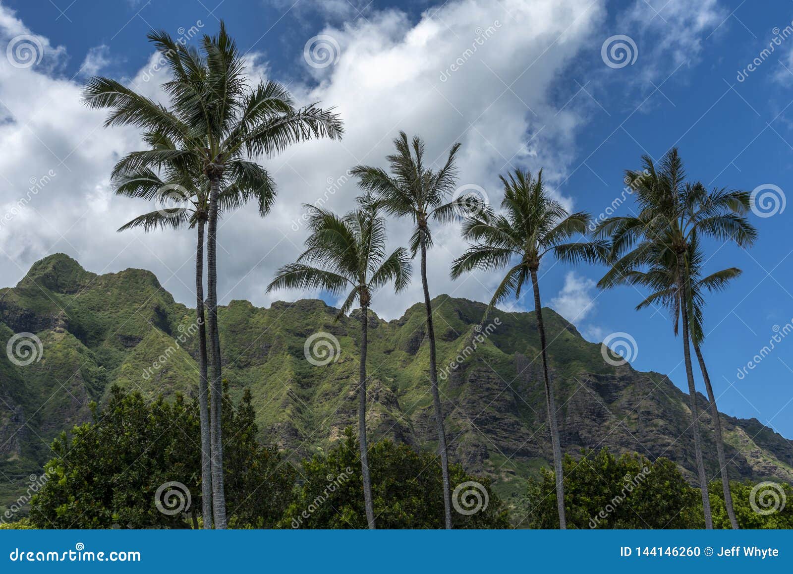 Landscape and Palm Trees on the Island of Oahu Stock Photo - Image of ...
