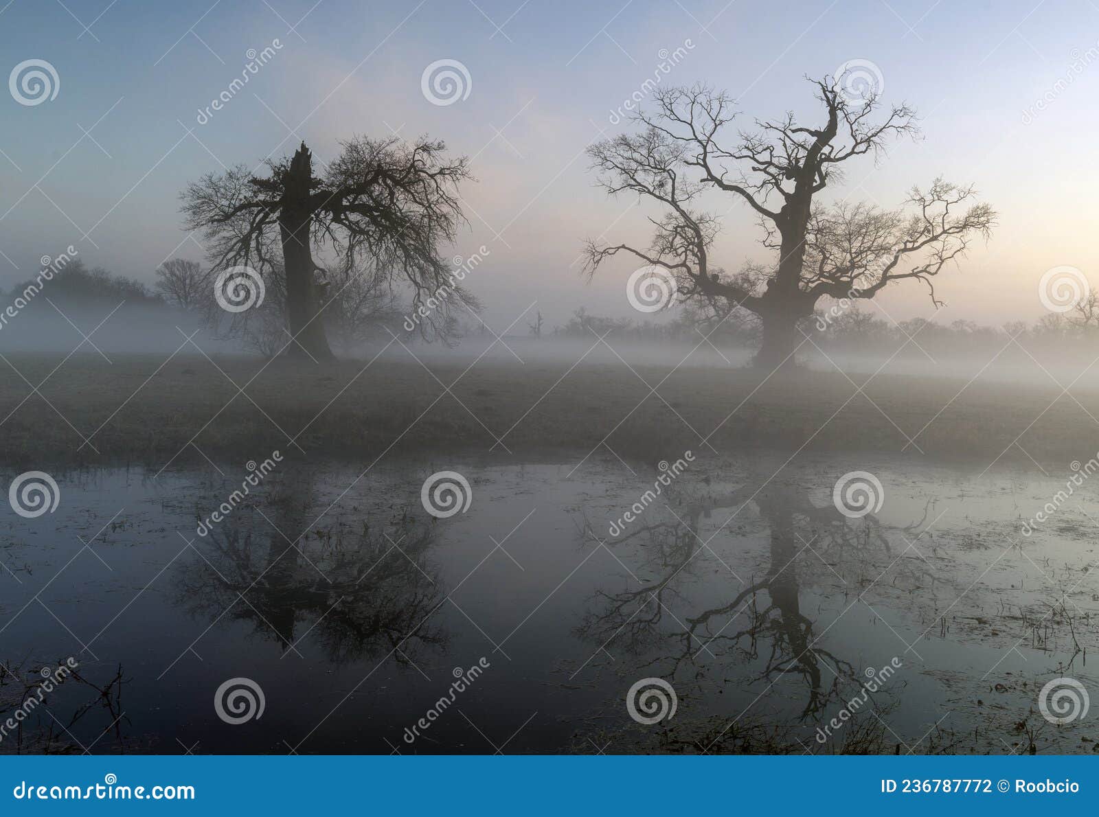 Landscape in the Park. Old Trees Stock Photo - Image of blue, forest ...