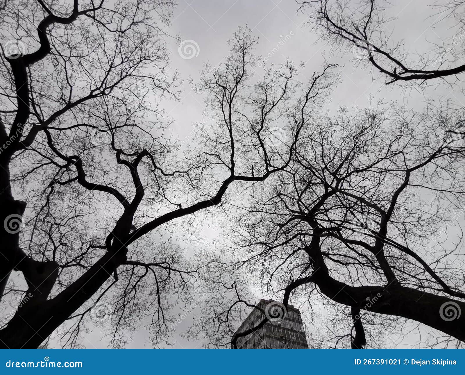 Landscape Park Woods Contrast Cityscape Stock Image - Image of ...