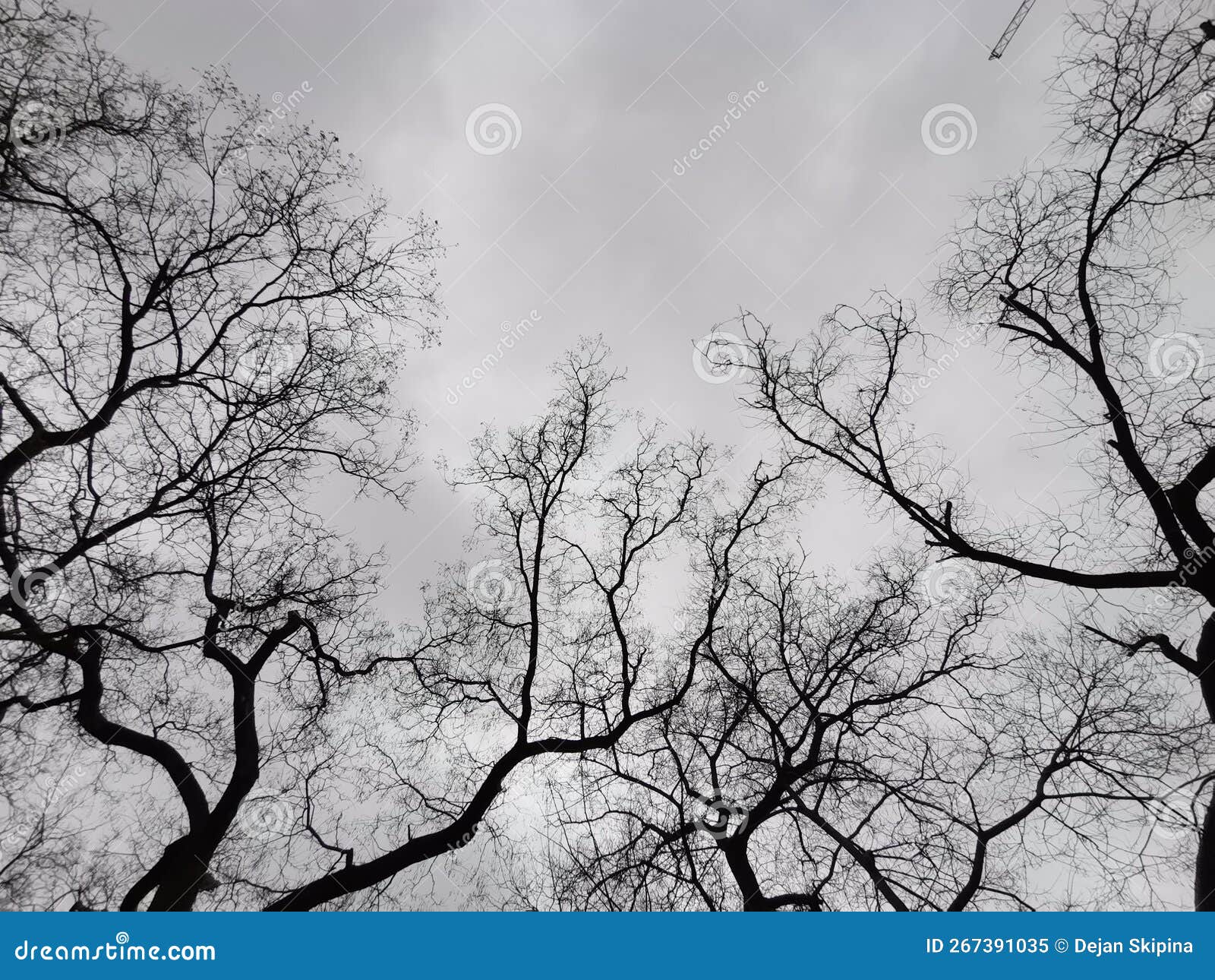 Landscape Park Woods Contrast Cityscape Stock Image - Image of blossom ...