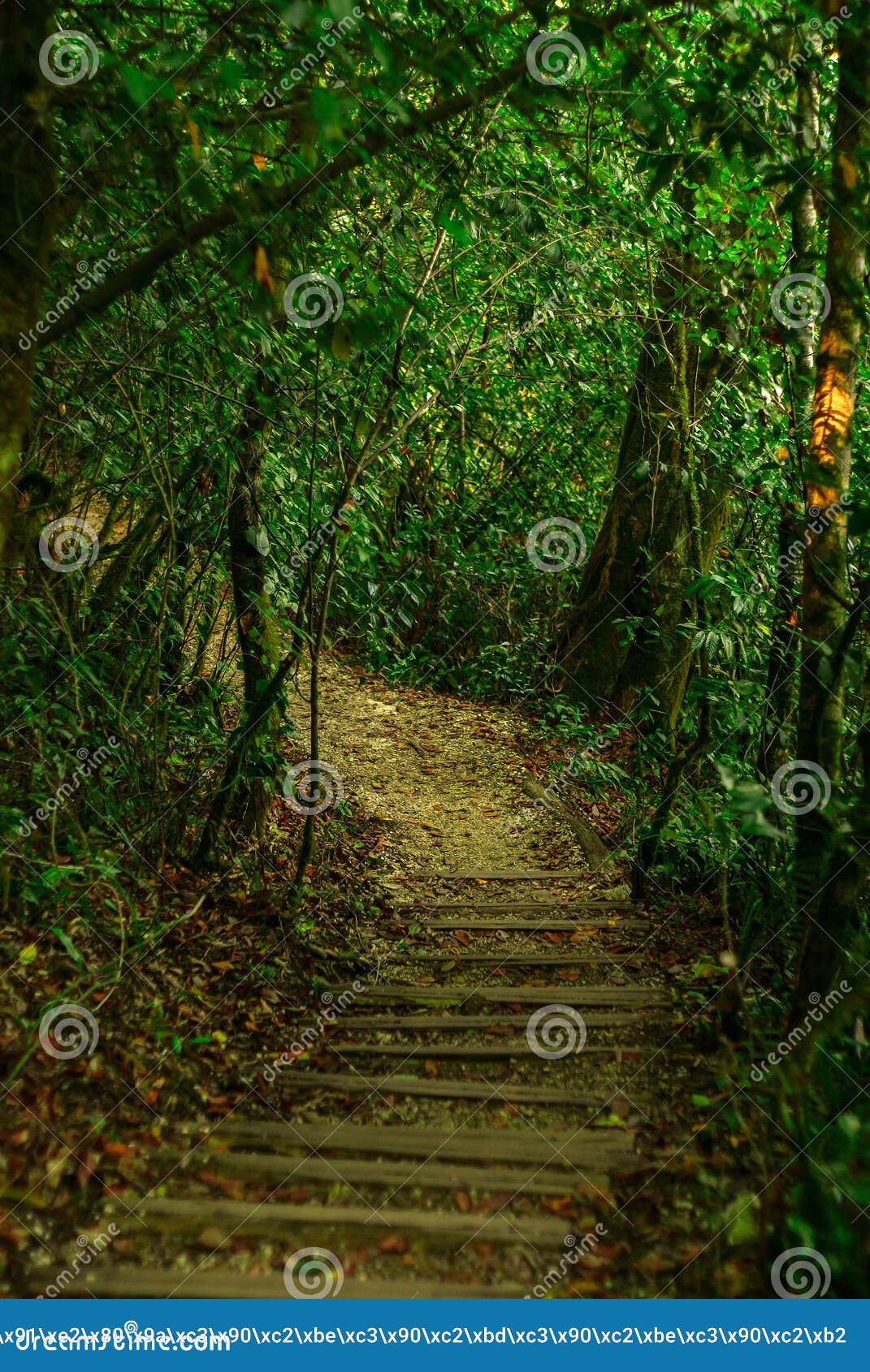 Landscape - Path through the Green Forest Stock Image - Image of ...