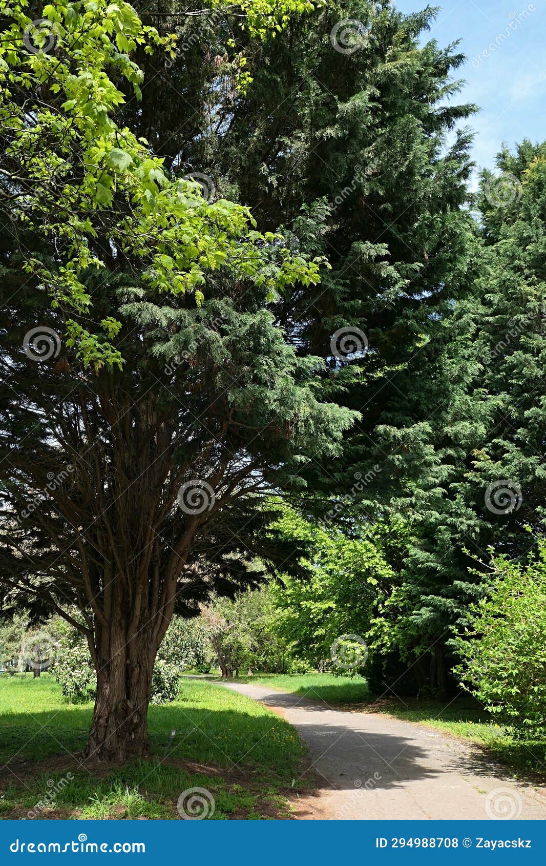 Landscape with Pathway in the Spring Park, Surrounded by Various ...