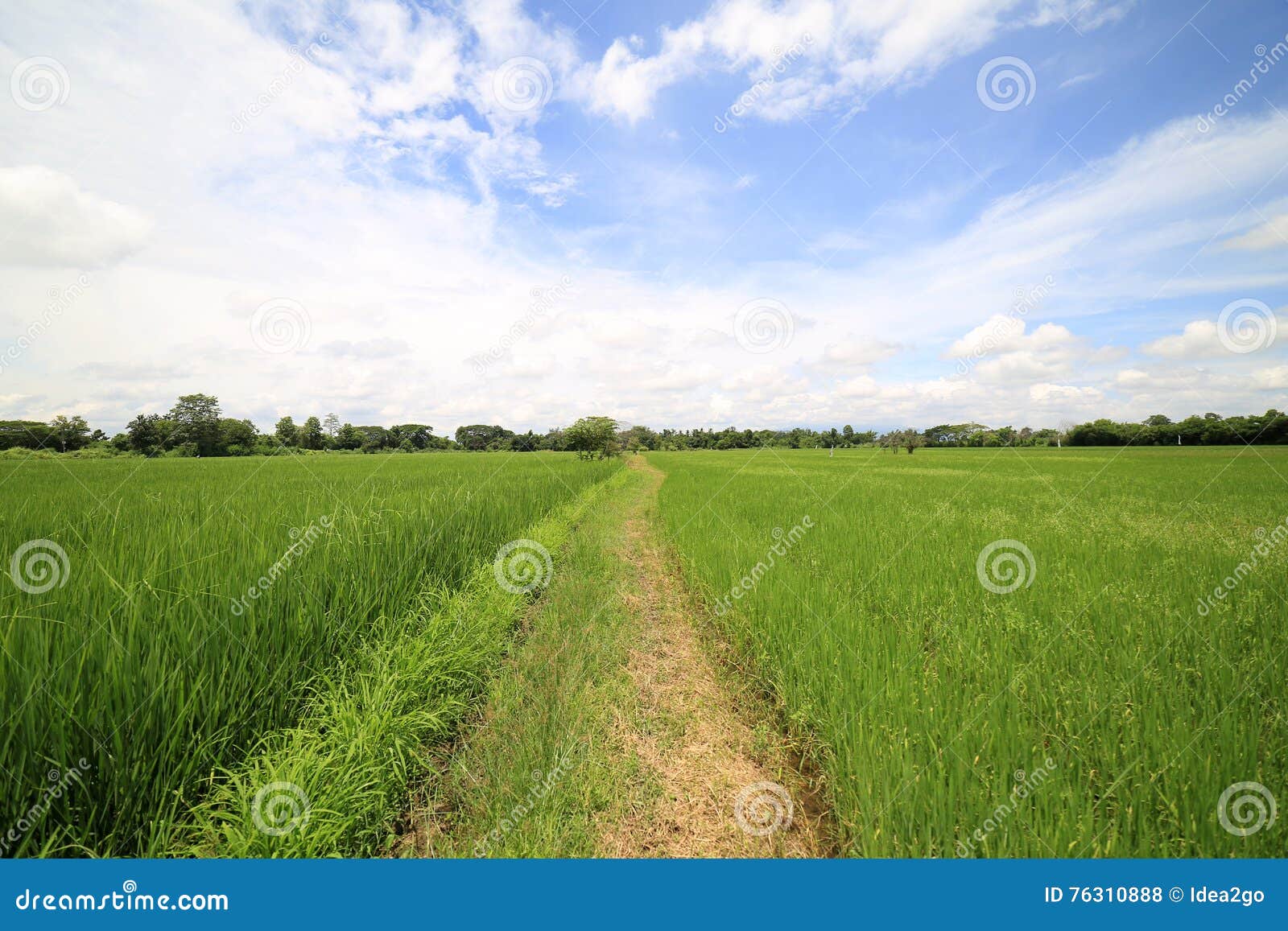 Landscape of a Peaceful Rice Field on Clouds and Sky Background Stock ...