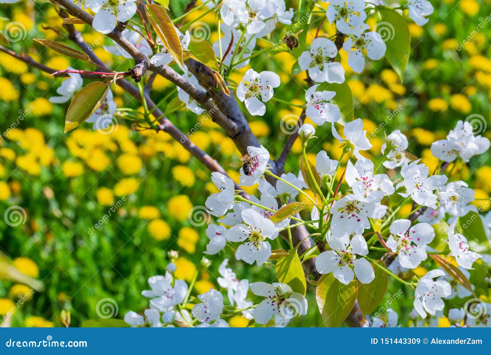 Pear tree blossom stock image. Image of wallpaper, macro - 151443309