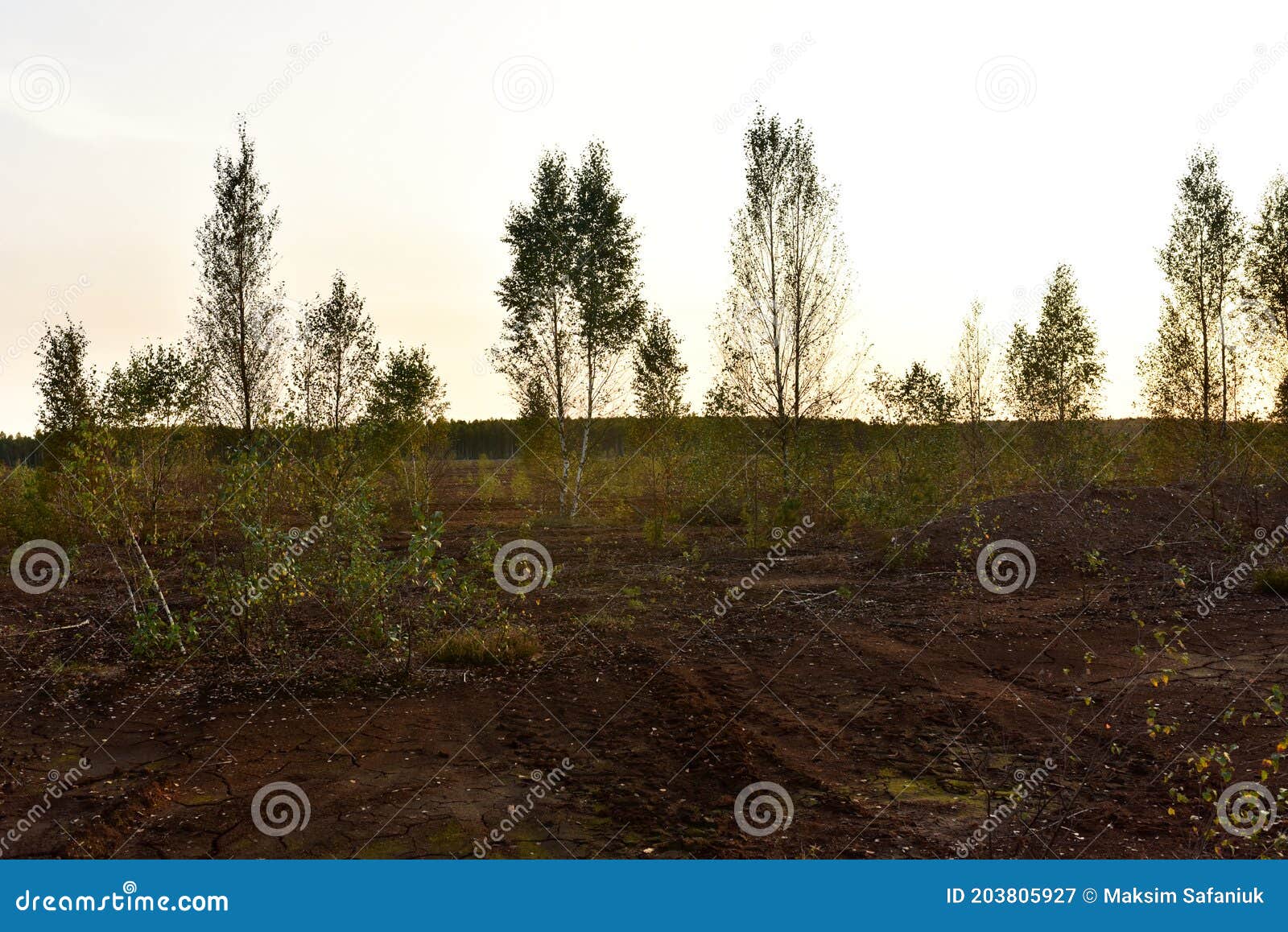 Landscape On Peatlands Where Being Development Of The Peat On Sunset ...