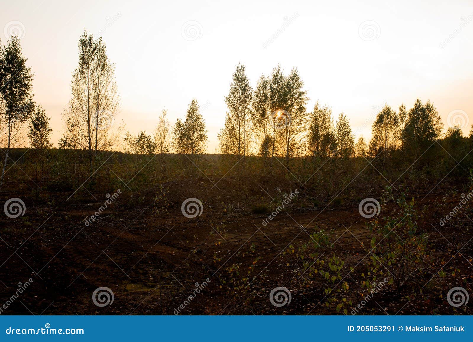 Landscape on Peatlands on Sunset Background. Being Development of the ...
