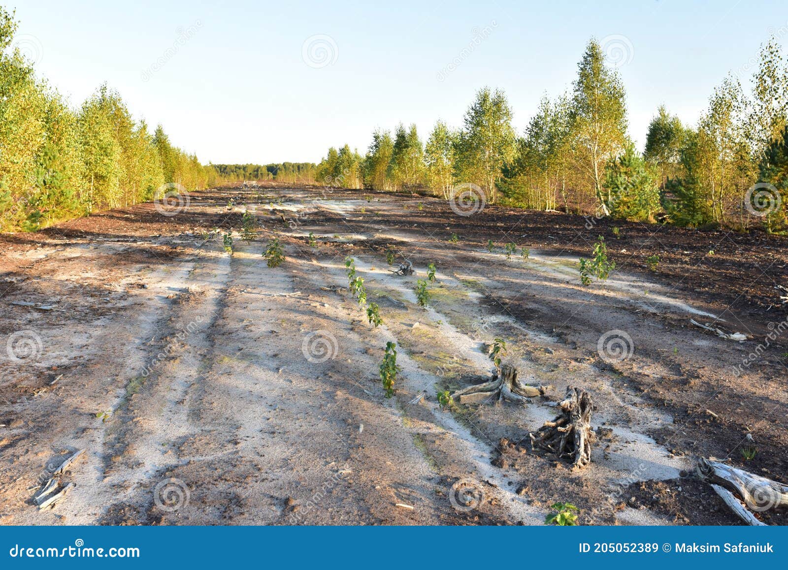 Landscape On Peatlands Where Being Development Of The Peat On Sunset ...