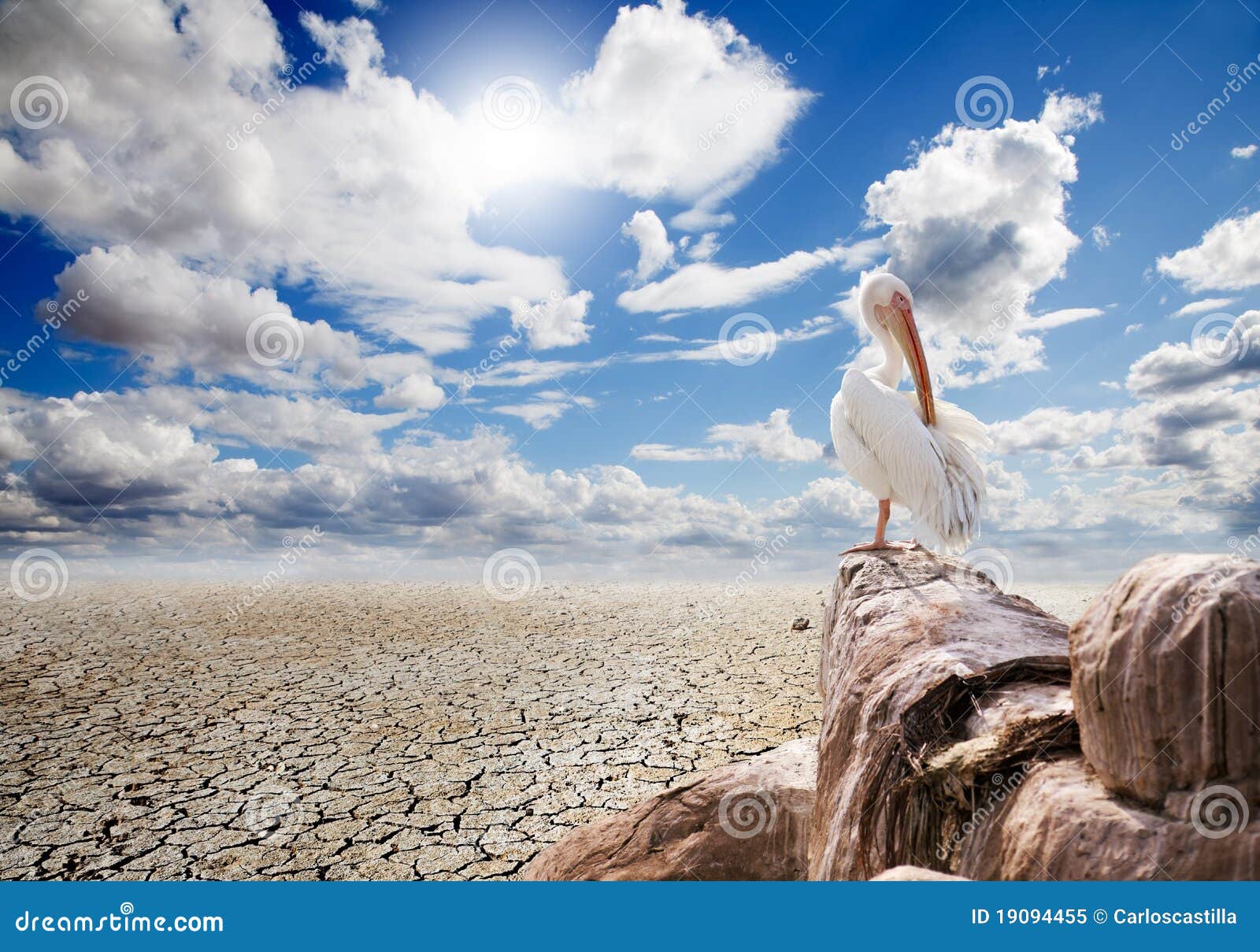 Landscape and pelican stock image. Image of natural, kenya - 19094455