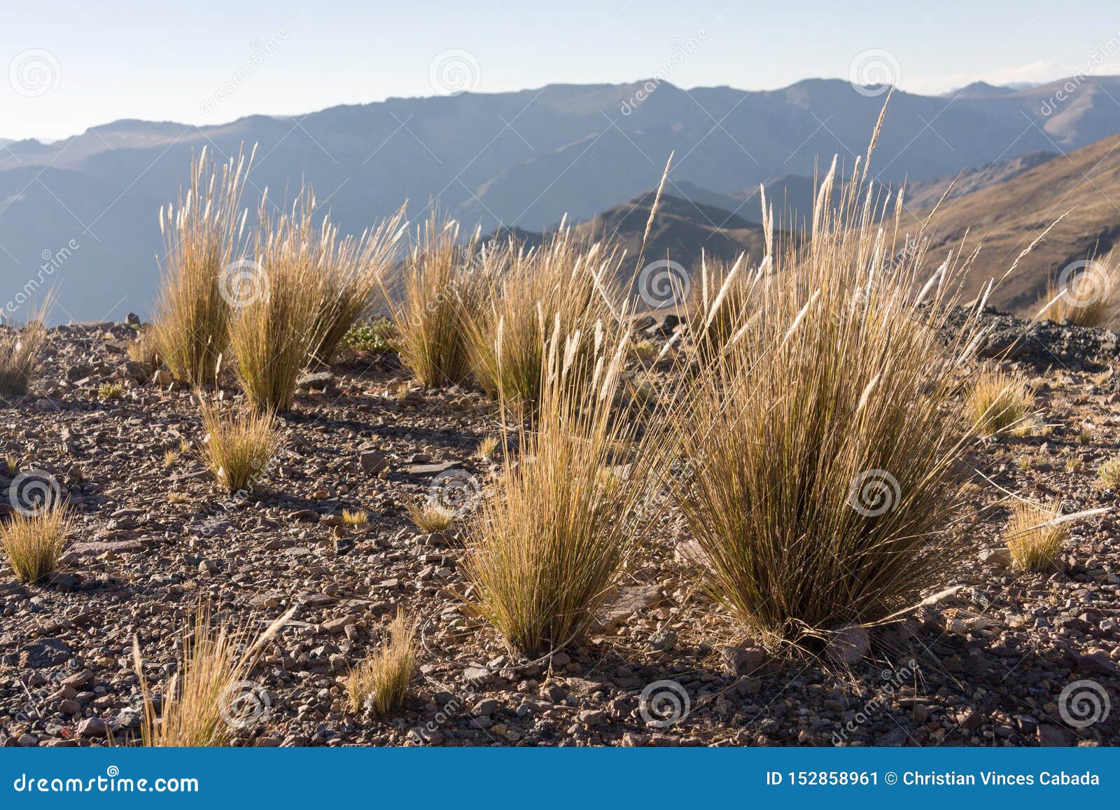 Ichu Stock Images - Download 47 Royalty Free Photos