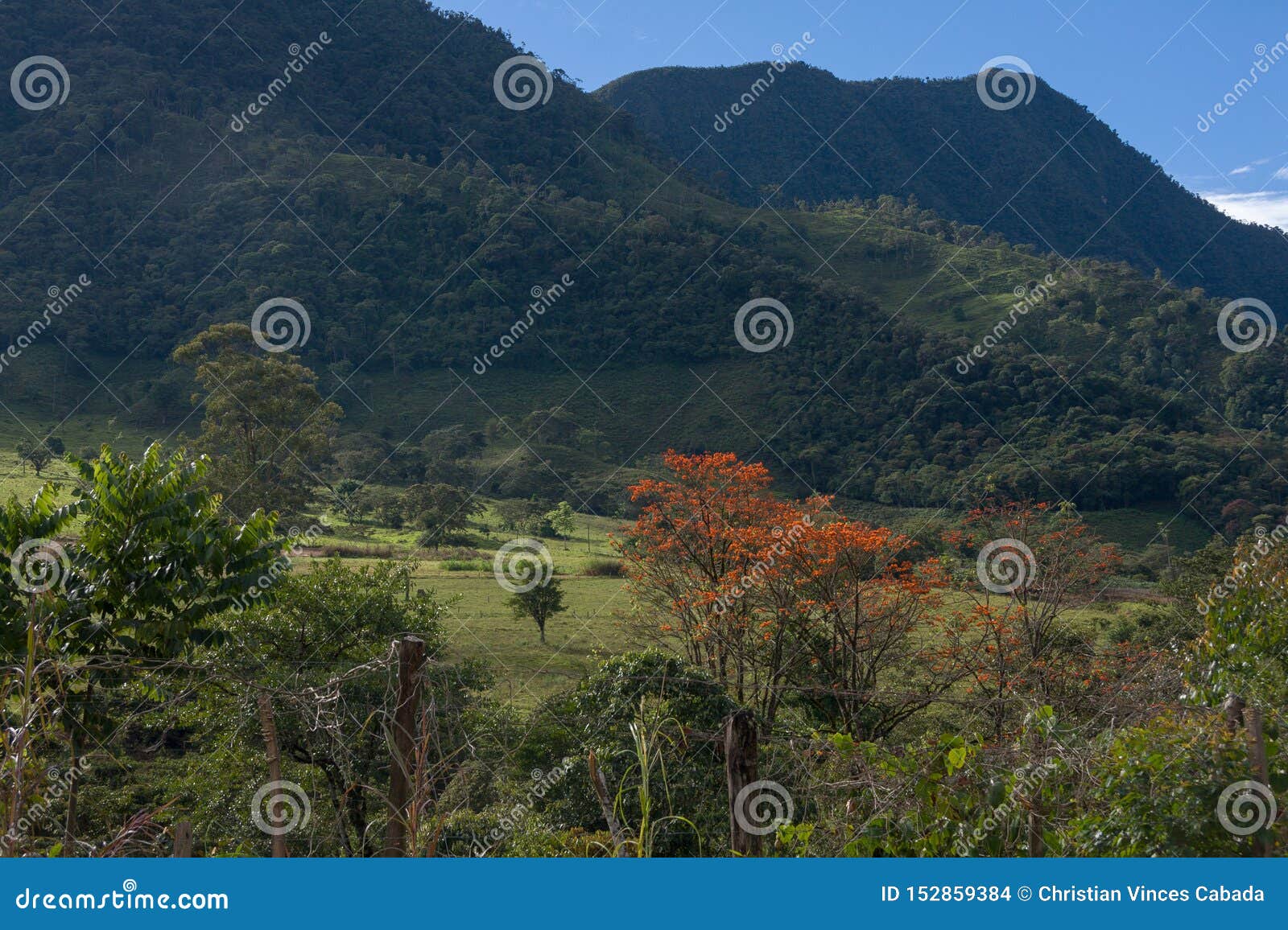 GREEN JUNGLE of PERUVIAN RAIN FOREST Stock Photo - Image of pasco ...