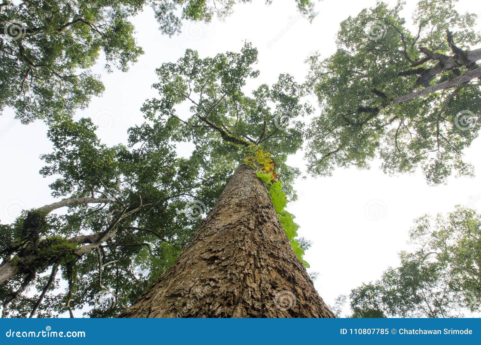 Tree Top View with Clipping Path Stock Image - Image of rain, clipping ...