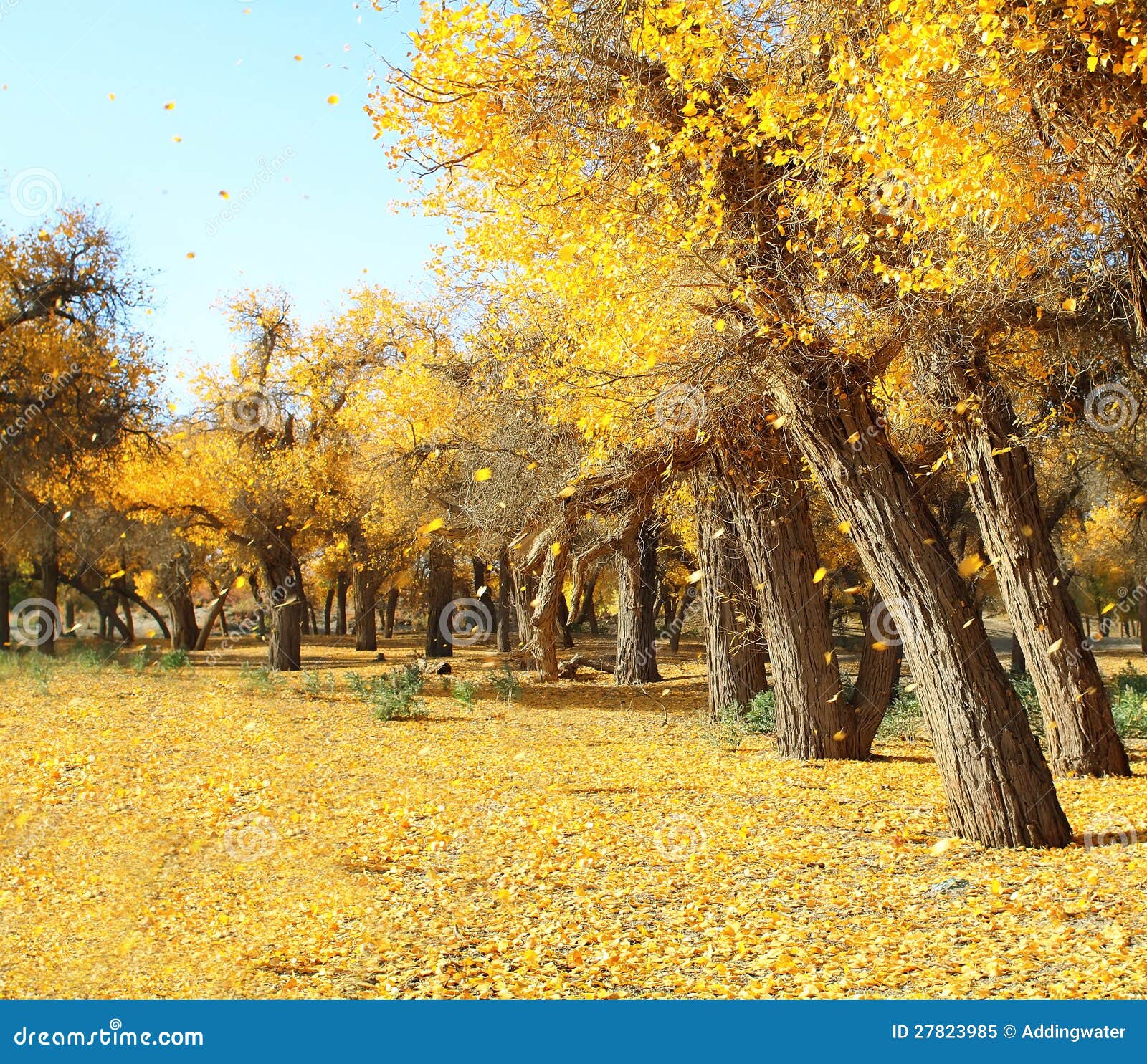 Landscape Photo of Golen Fallen Leaves and Trees Stock Image - Image of ...