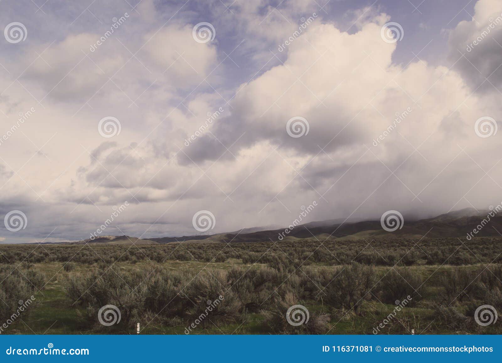 Landscape Photo Of Green Leaf Trees Under Nimbus Clouds Picture. Image ...