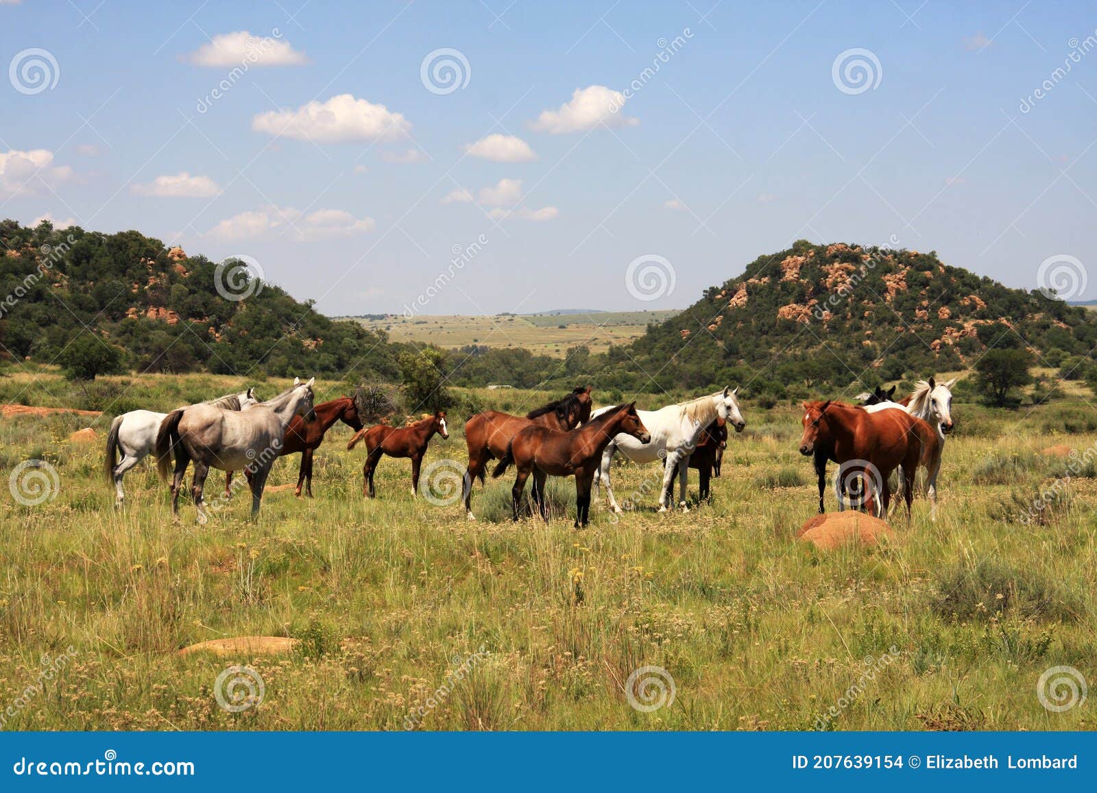 Group Of Horses While Grazing In The Iceland Plain Royalty-Free Stock ... Group Of Horses While Grazing In The Iceland Plain Royalty-Free Stock ...