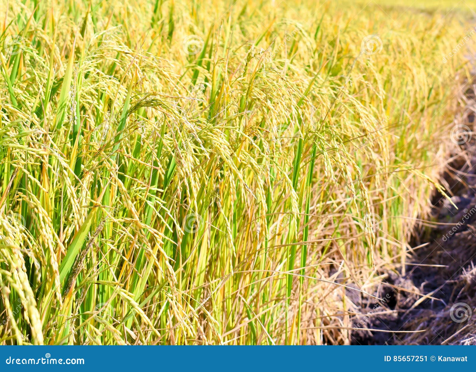 The Landscape Photo, Rice Fields Color Gold. Stock Image - Image of ...