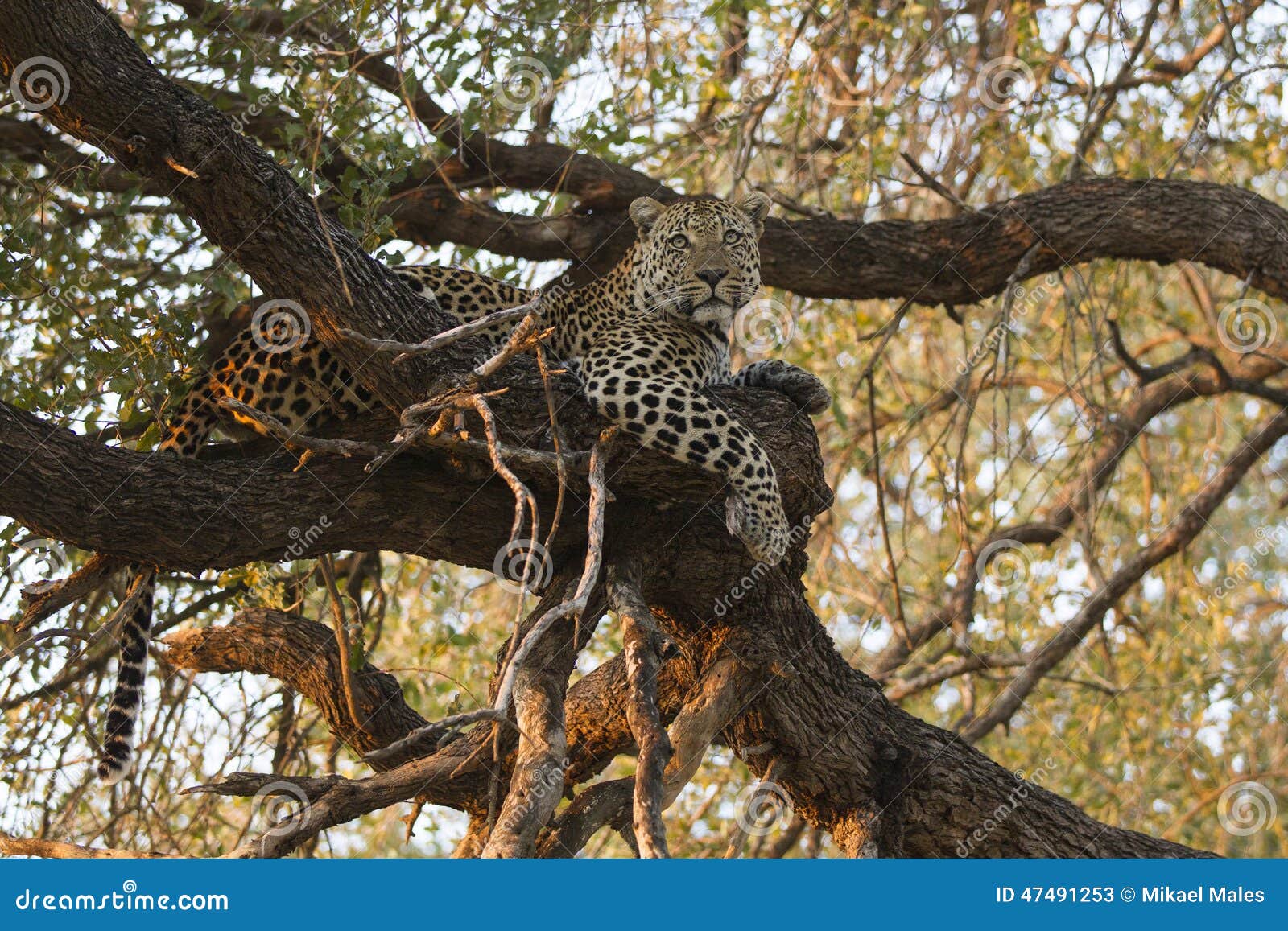 Landscape Photograph of Male Leopard Resting in Big Tree Stock Image ...