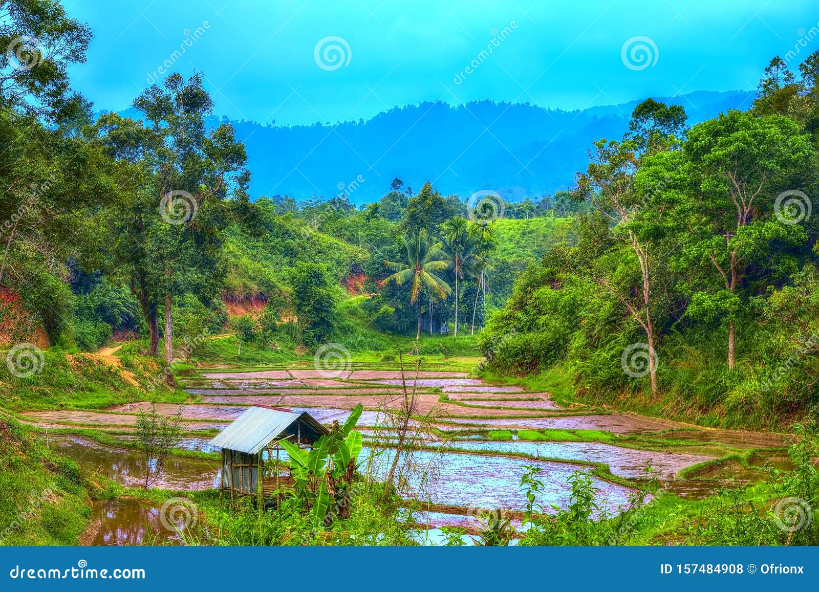 Landscape of Ricefields at the Foot of Hills with Trees and Huts in the ...