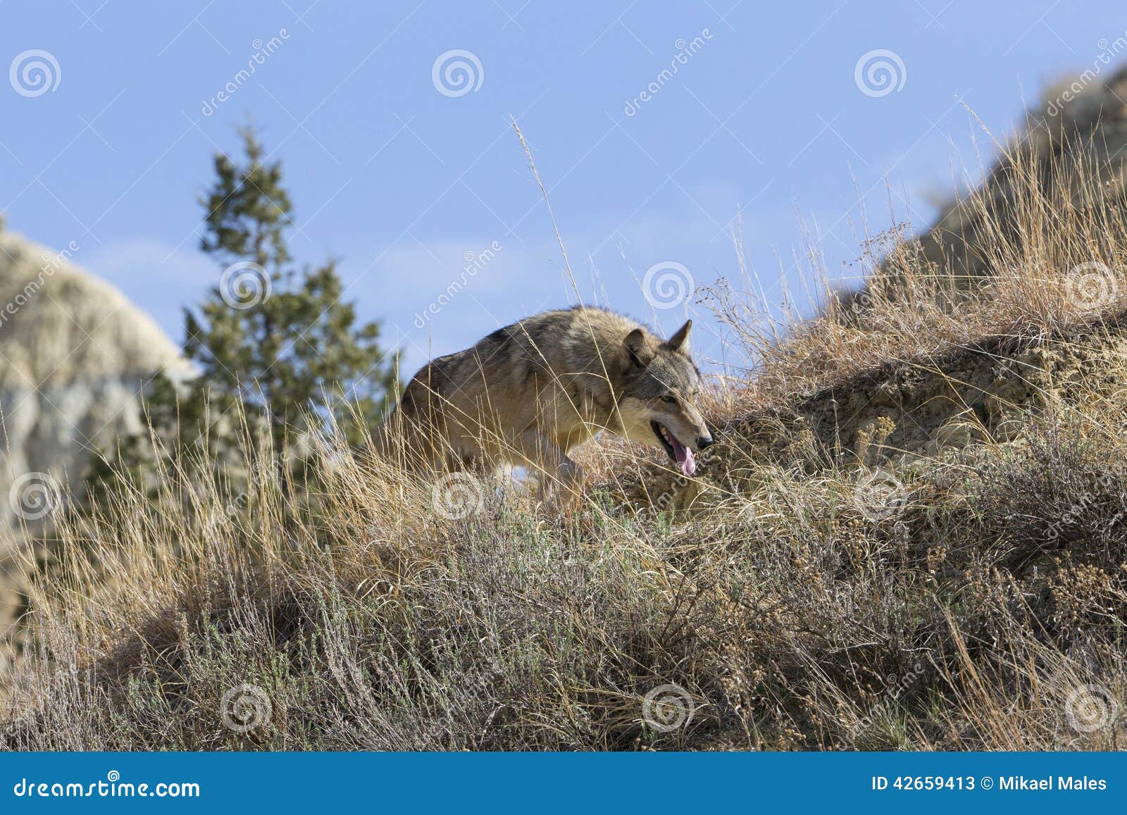 Landscape Photograph of Timber Wolf Stock Image - Image of licking ...