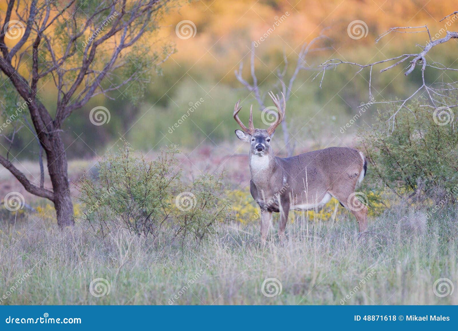 Landscape Photograph of Whitetail Buck Stock Photo - Image of landscape ...