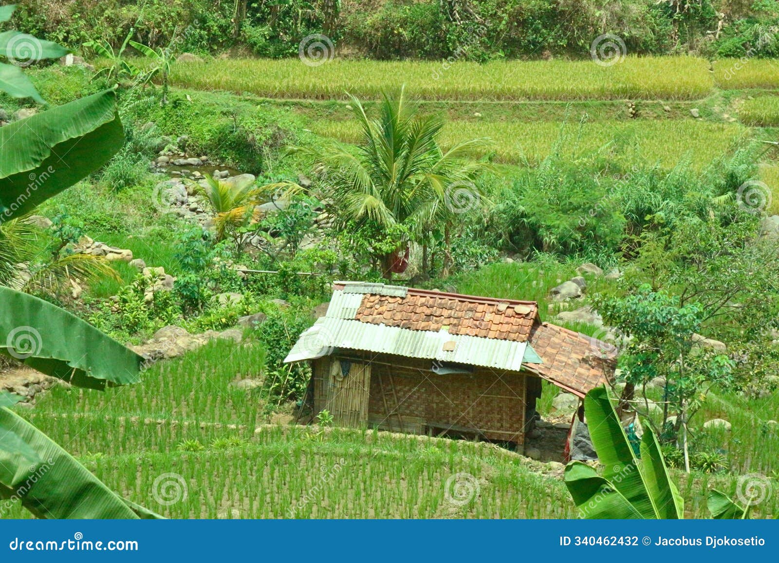Scenic View of Paddy Rice Field in West Java Stock Photo - Image of ...
