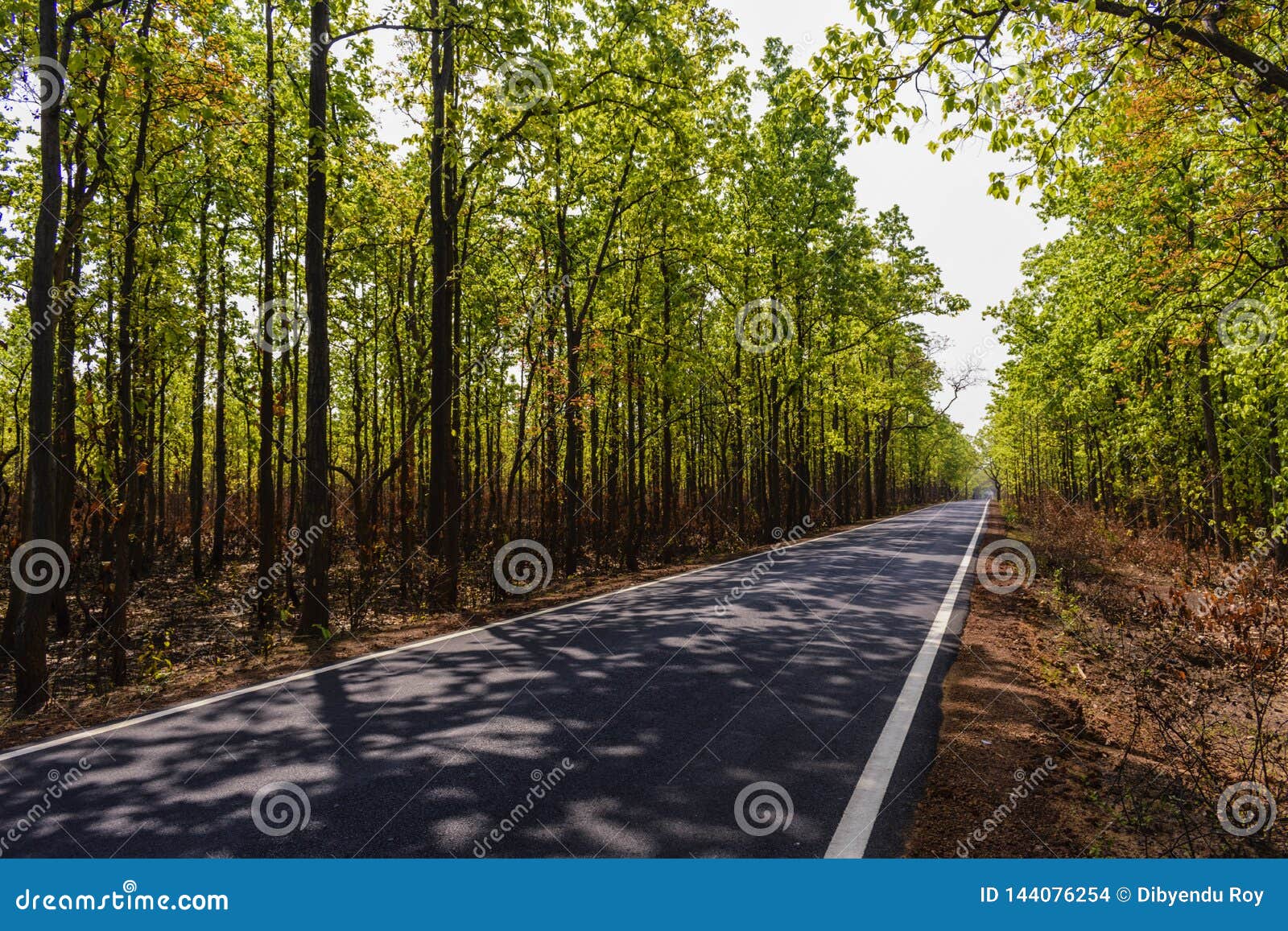State Highway through the Forest Stock Photo - Image of park, journey ...