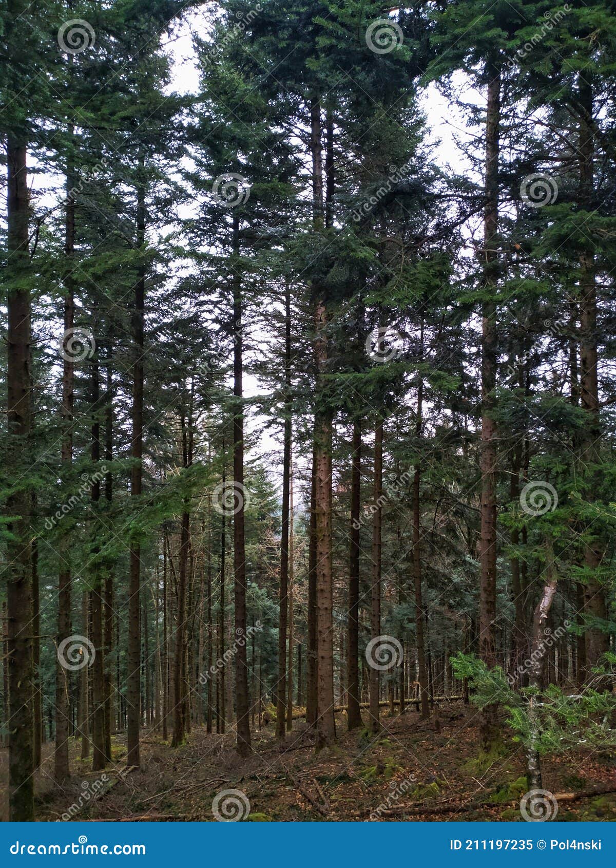 Dense and deep forest stock image. Image of trunk, outdoor - 211197235