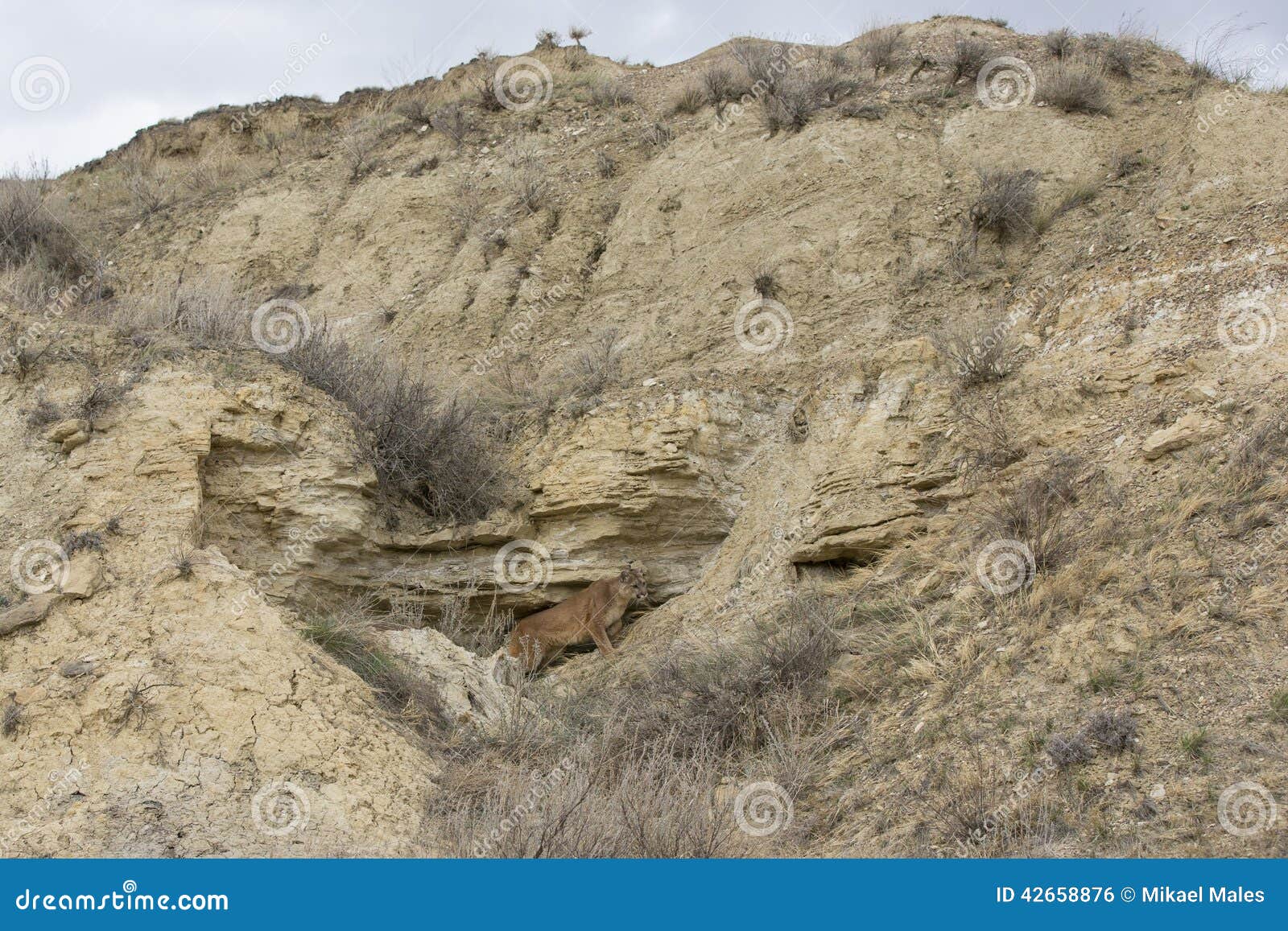 Landscape Picture of Mountain Lion at Den Stock Photo - Image of ...