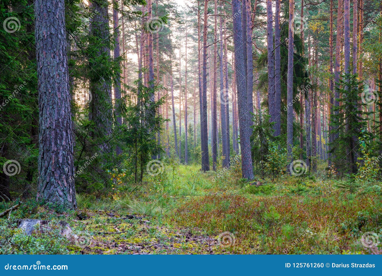 Landscape of pine forest stock photo. Image of pinewood - 125761260