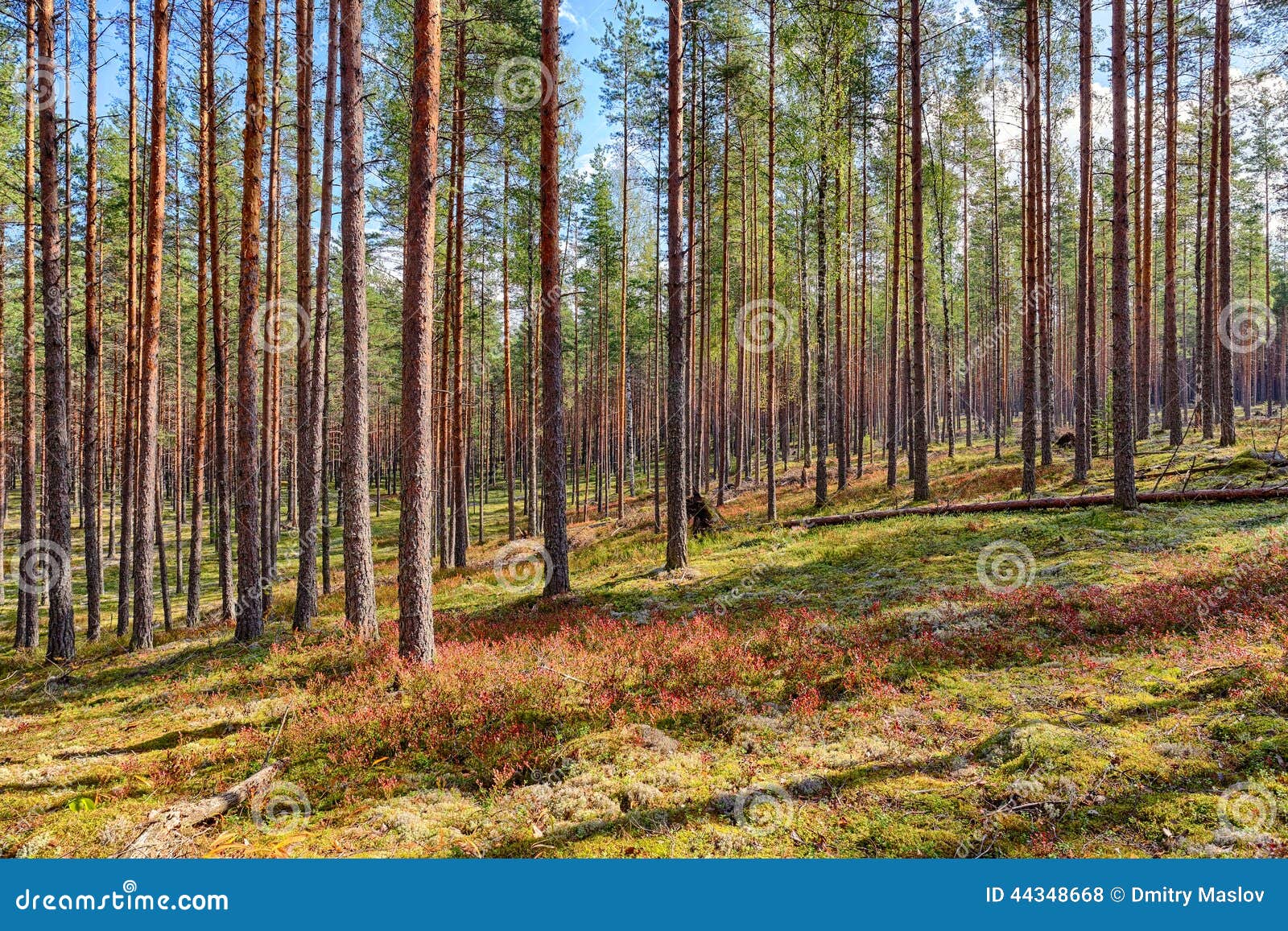 Landscape in a pine forest stock photo. Image of evergreen - 44348668
