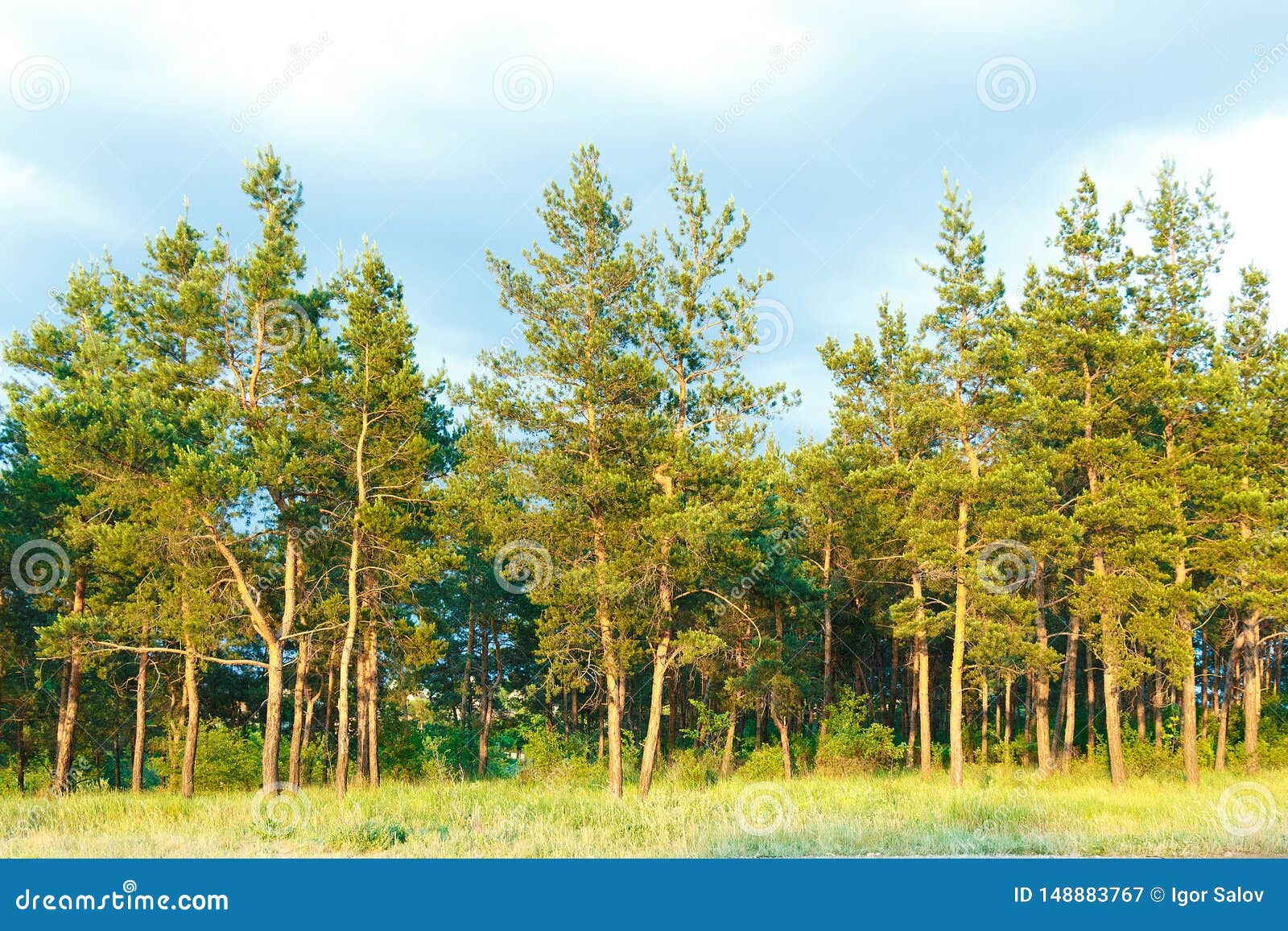 Landscape of a Pine Forest, Tall Beautiful Trees Stock Image - Image of ...