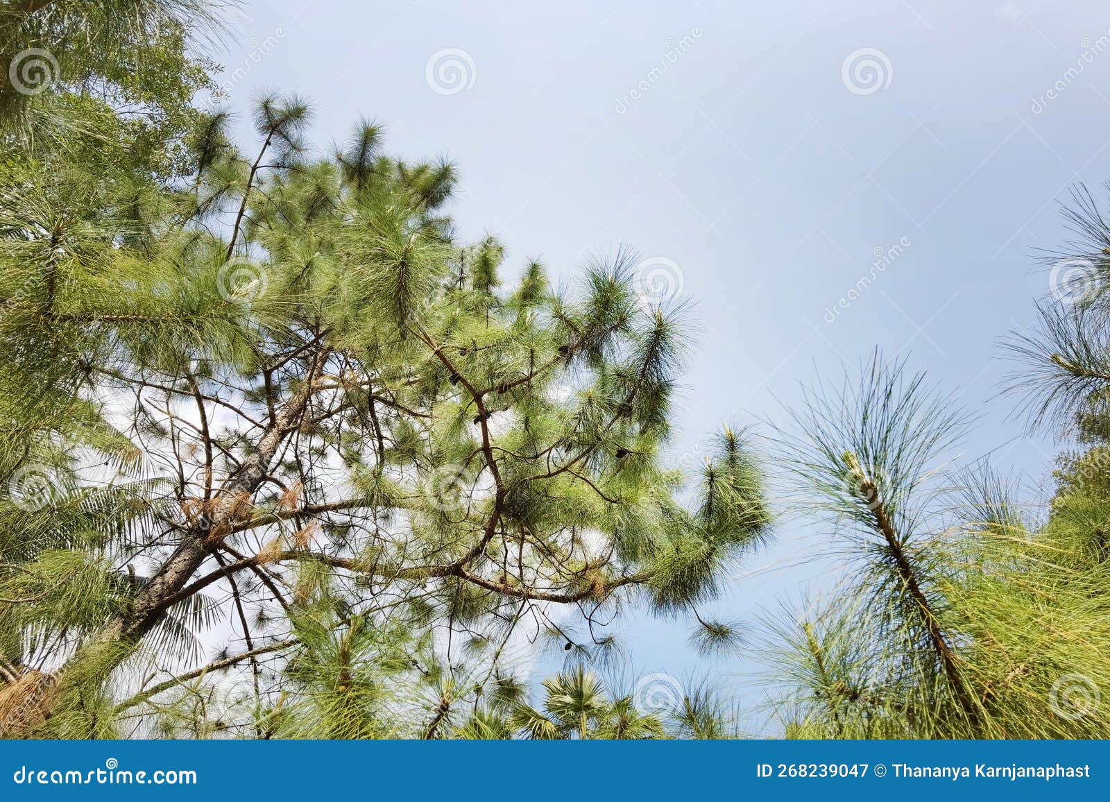 Landscape of Pine Tree with Blue Sky Stock Image - Image of leaf, scene ...