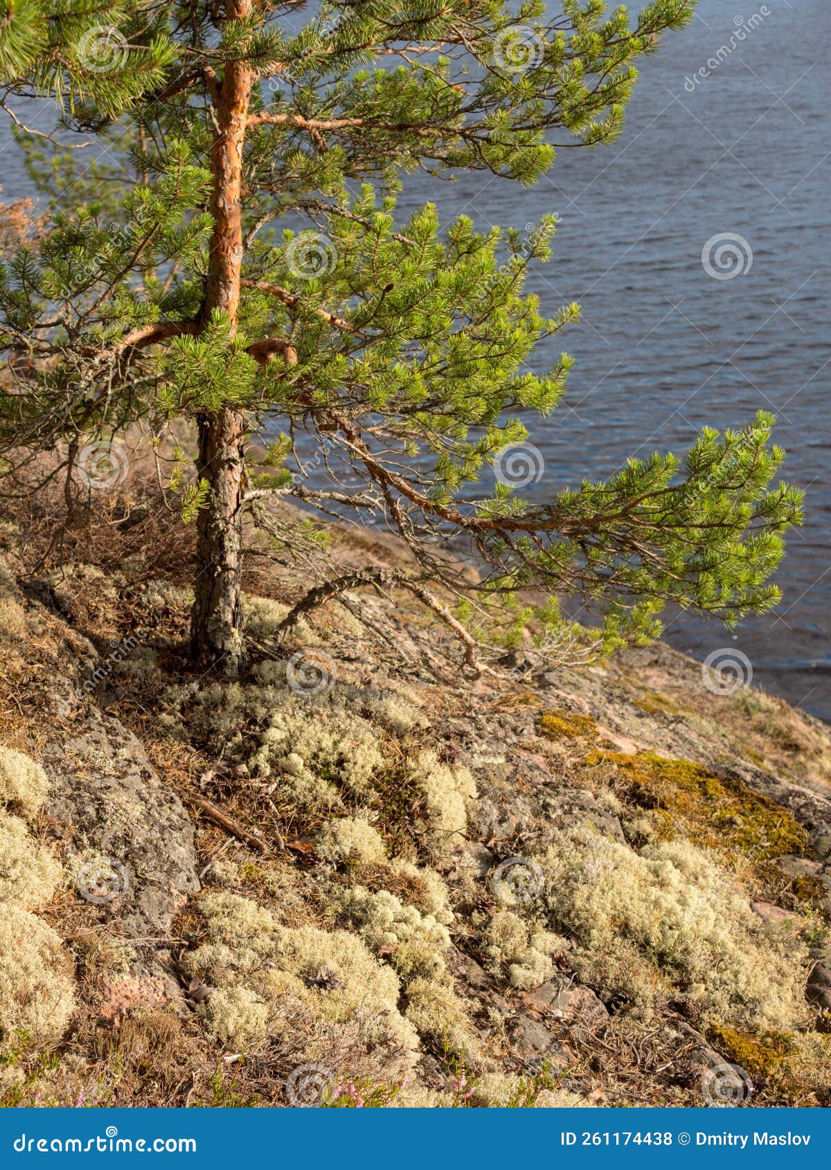Landscape with a pine tree stock photo. Image of tree - 261174438