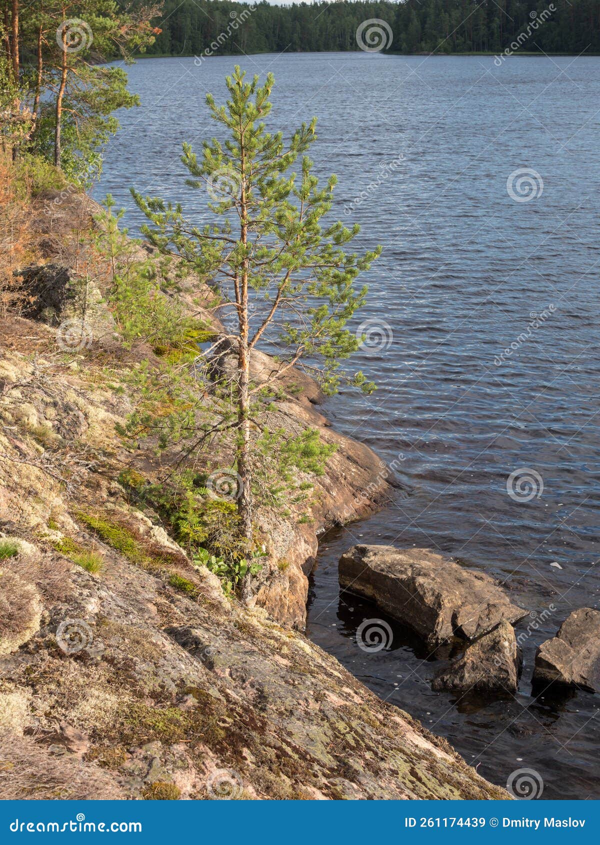 Pine tree on a rock stock image. Image of green, rock - 261174439