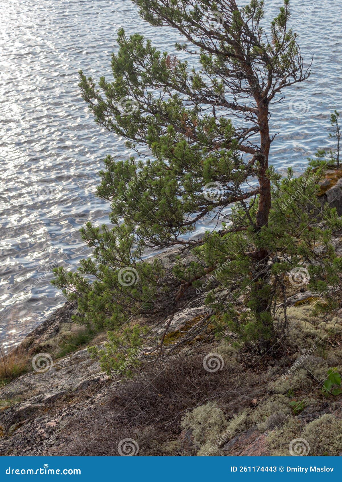 Pine Tree on a Rock by the Water Stock Image - Image of blue, nature ...