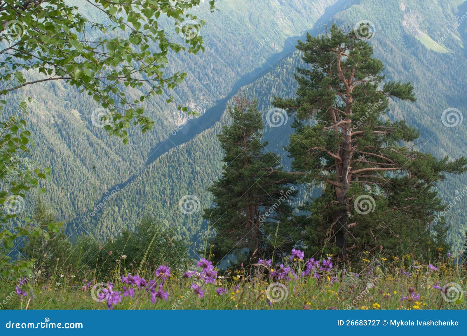 Landscape with pine-trees stock image. Image of coniferous - 26683727