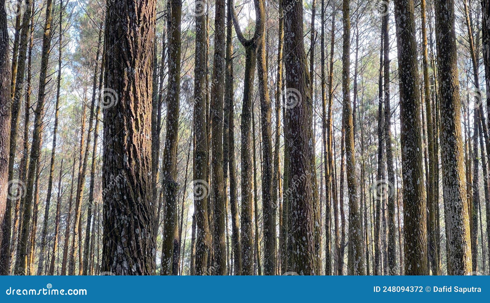 Landscape of Pine Trees in the Forest Stock Photo - Image of wood ...