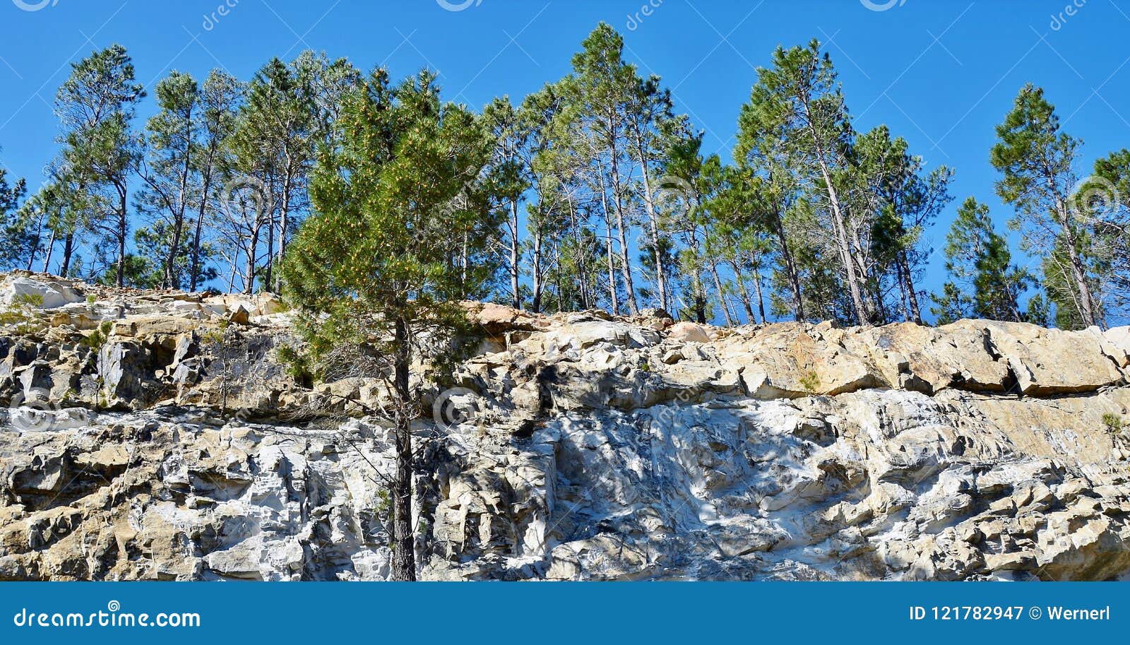 Pine Trees on rocks stock image. Image of lime, pine - 121782947