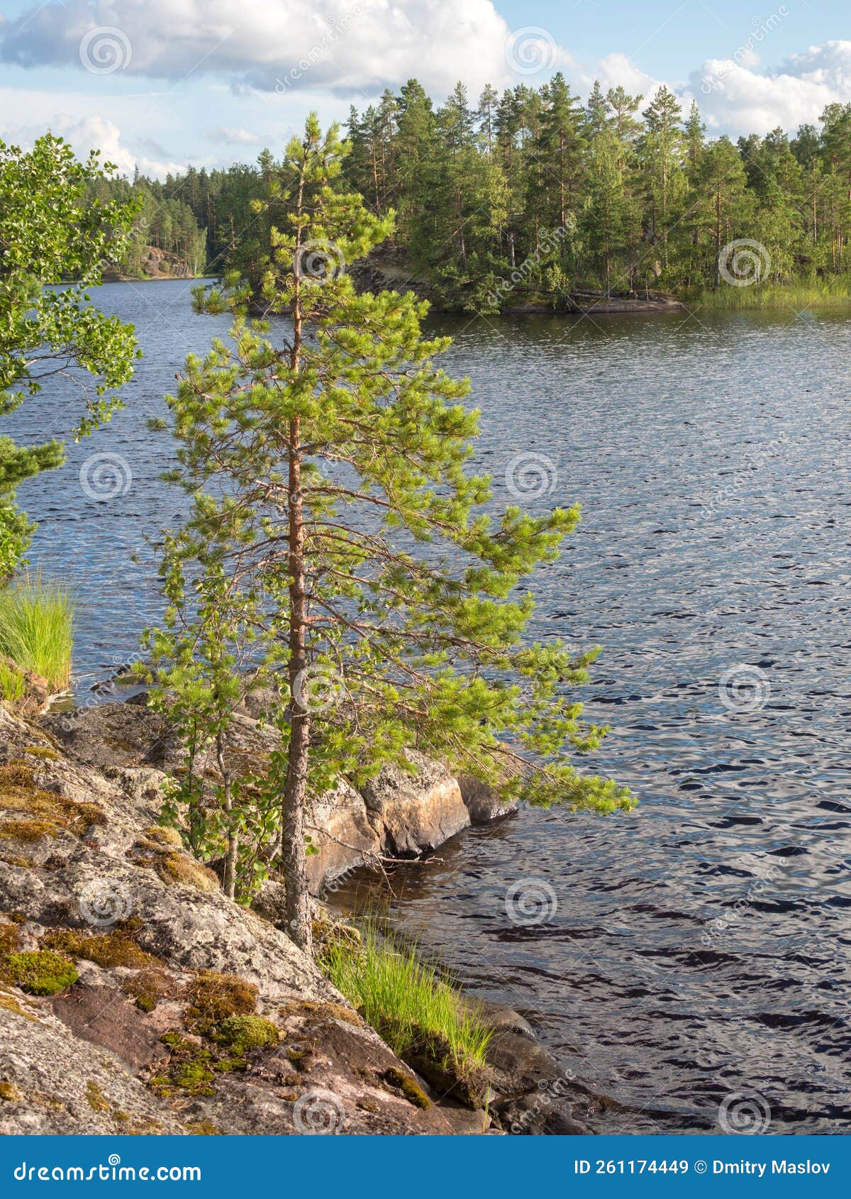 Pine trees on the lake stock image. Image of wilderness - 261174449