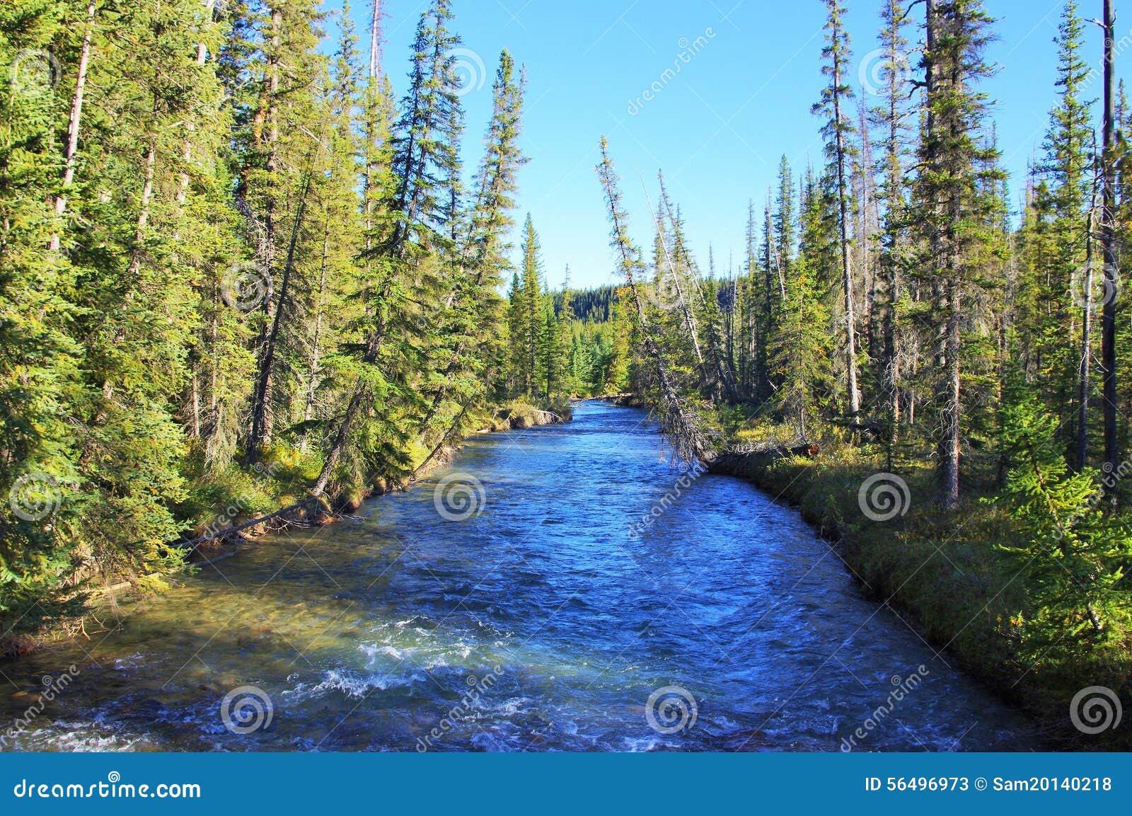 Landscape with Pine Trees in Mountains and a River in Front Flowing To ...