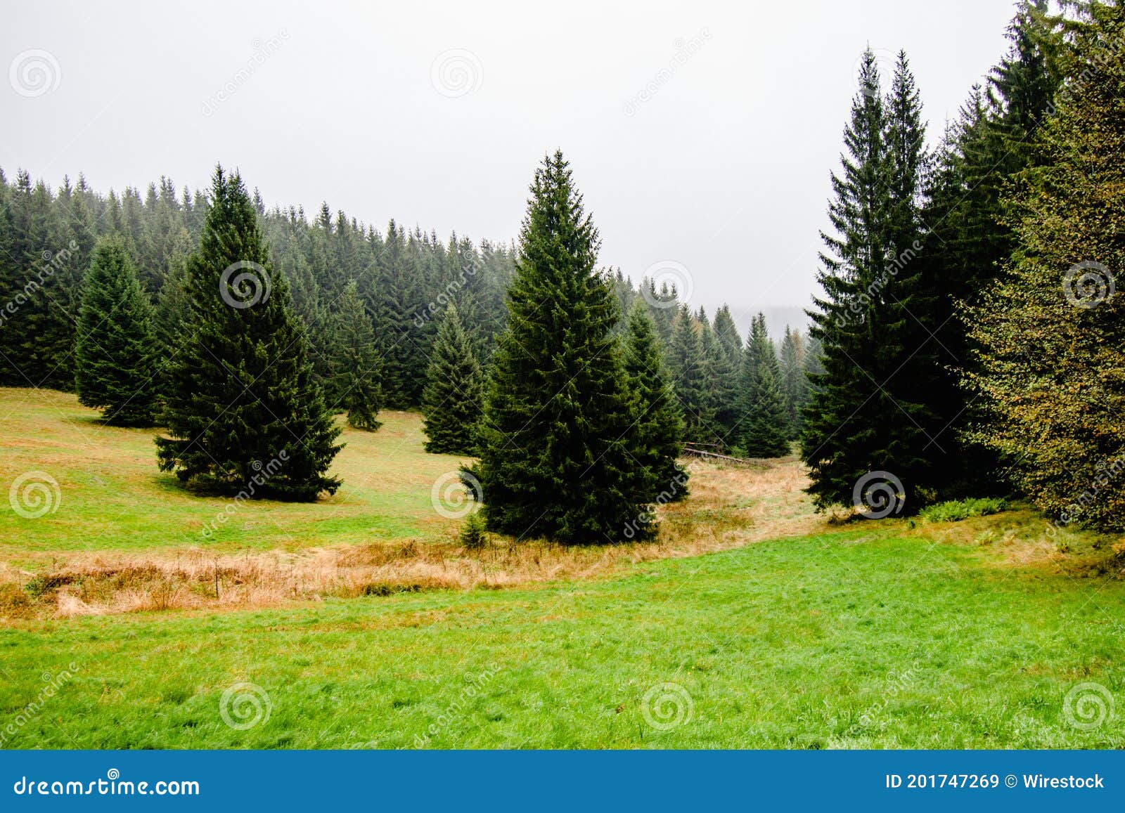 Landscape of Pine Trees in Thuringian Forest Stock Image - Image of ...