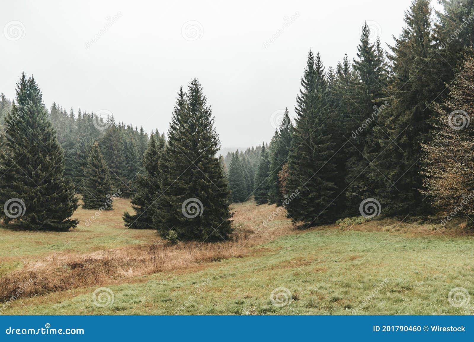 Landscape of Pine Trees in Thuringian Forest Stock Photo - Image of ...