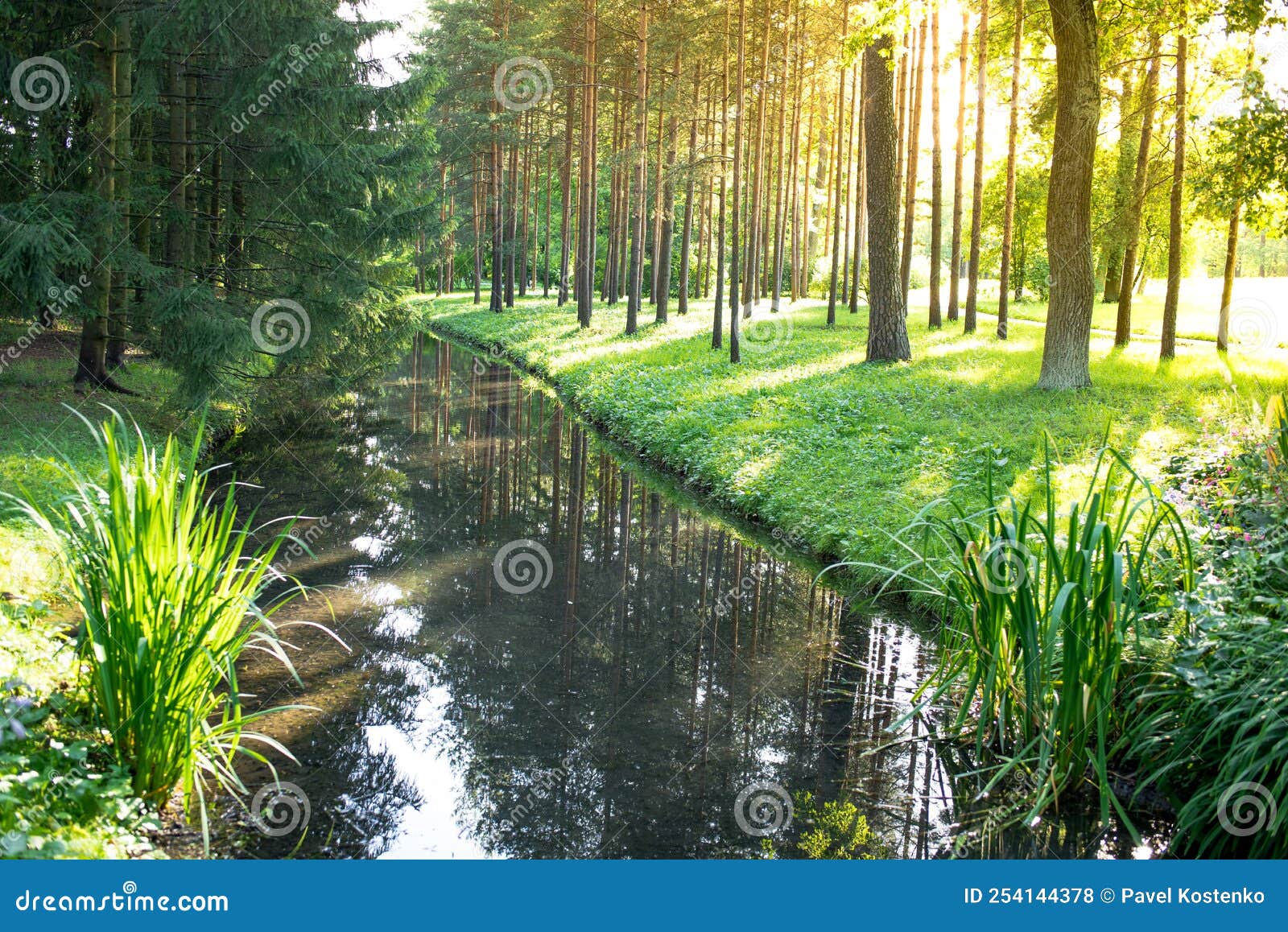 Landscape with Pines and Trees, and a River. Nature, Sunny Forest ...
