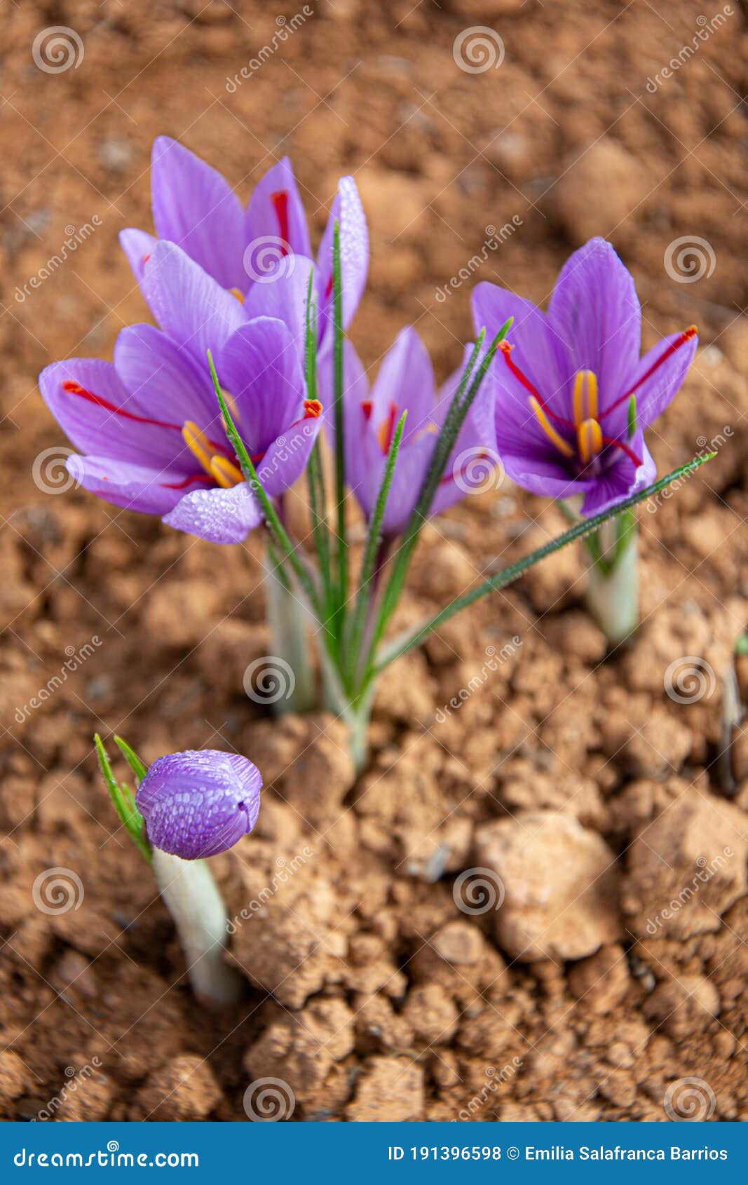 Landscape Pink Saffron and Flower Red Gold Stock Photo - Image of ...