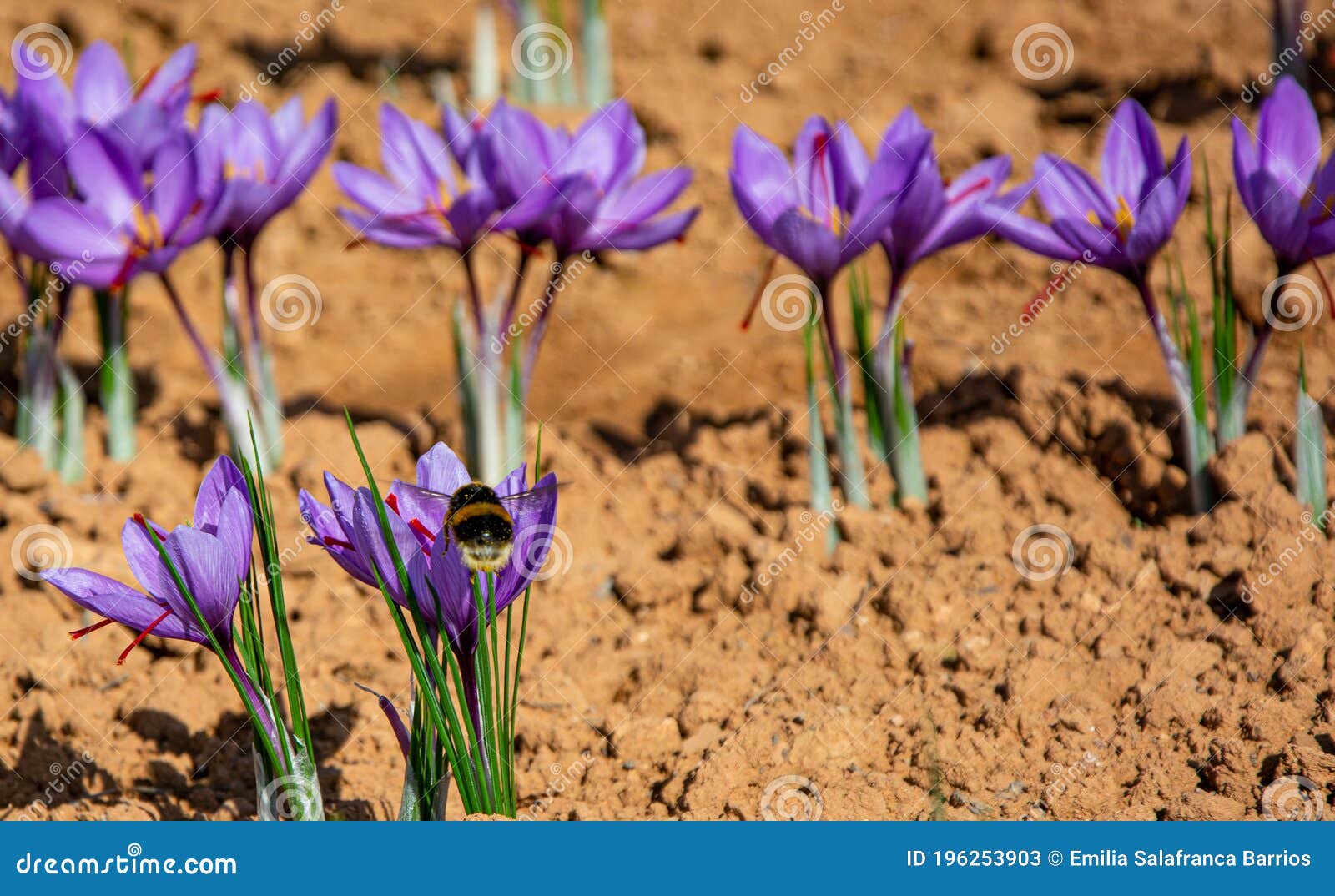 Landscape Pink Saffron and Flower Red Gold Stock Image - Image of gold ...