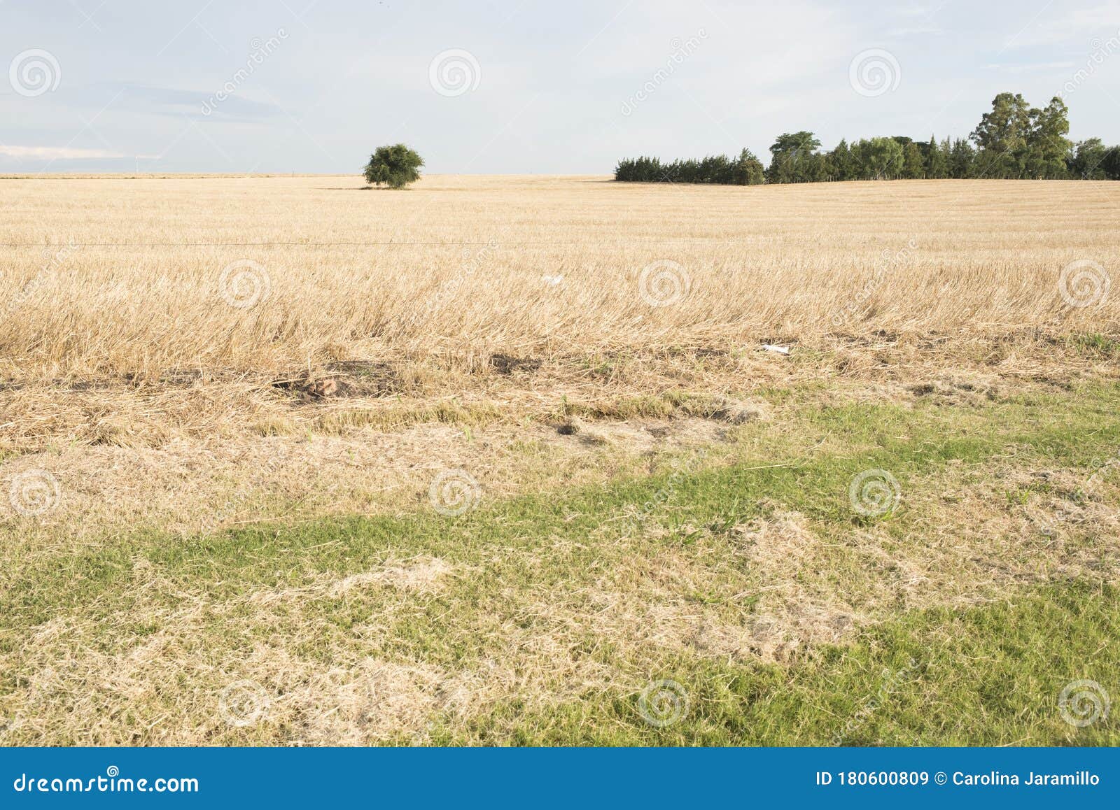 Landscape, Plain with Dry Plants and Trees and Shrubs on the Horizon ...